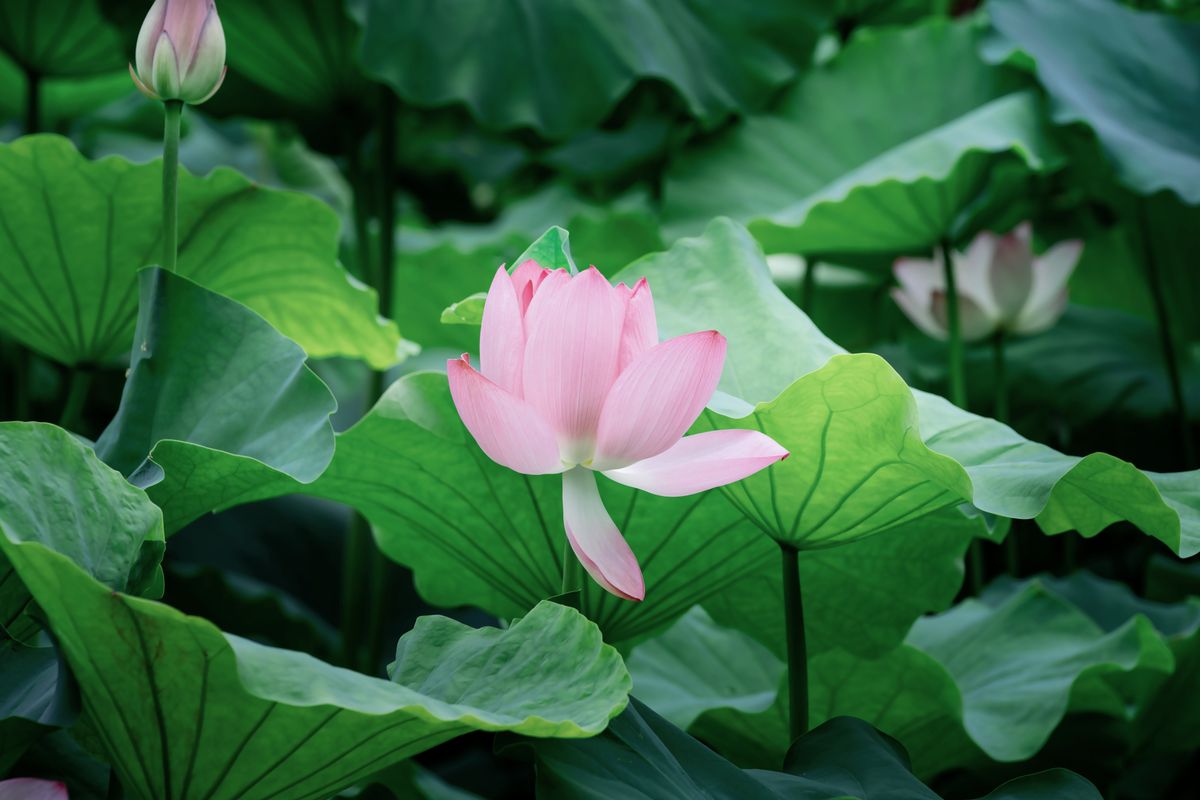 Green Gfx Photos, Download The BEST Free Green Gfx Stock Photos & HD Images