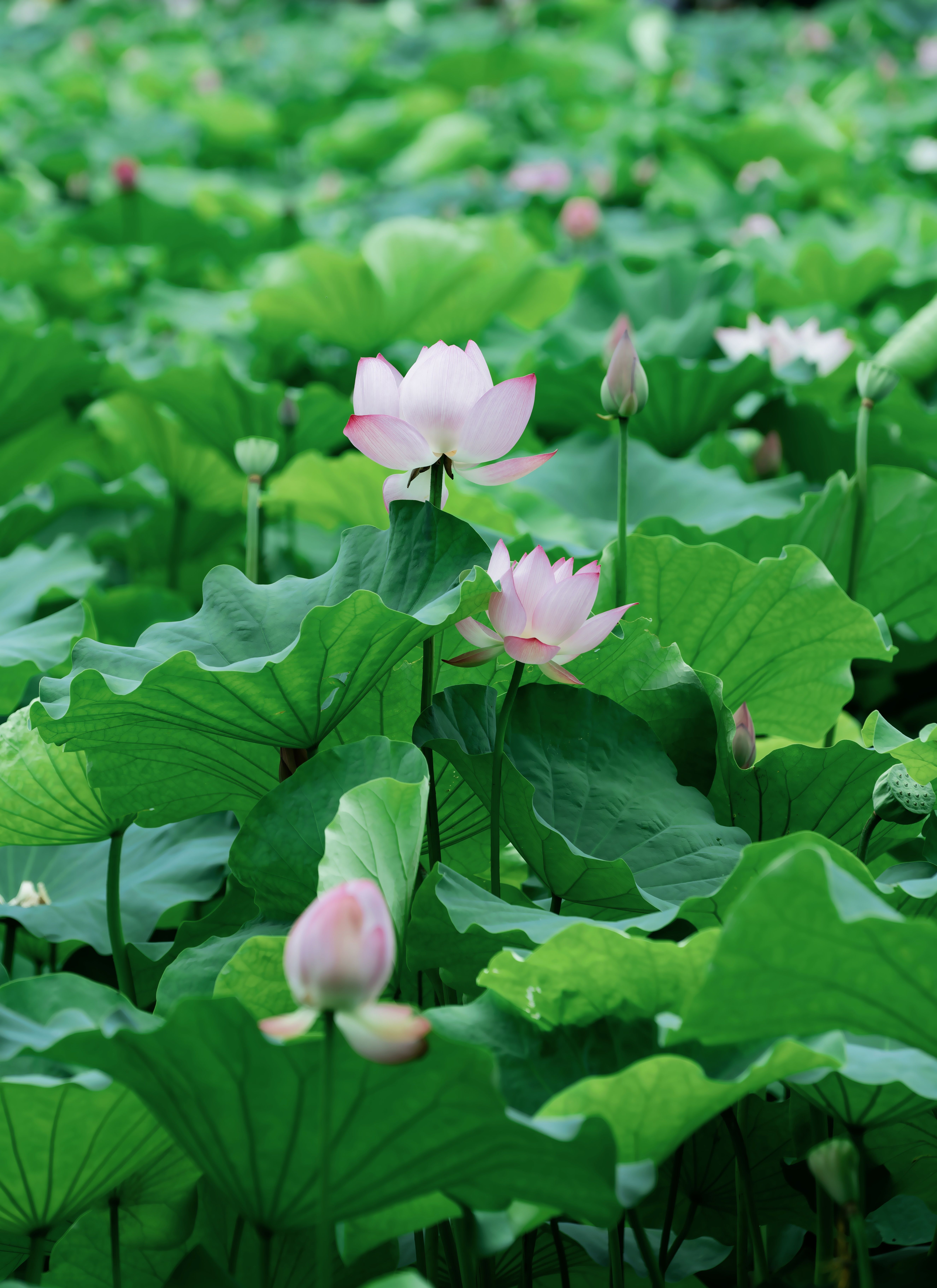 Calming Photos, Download The BEST Free Calming Stock Photos & HD Images