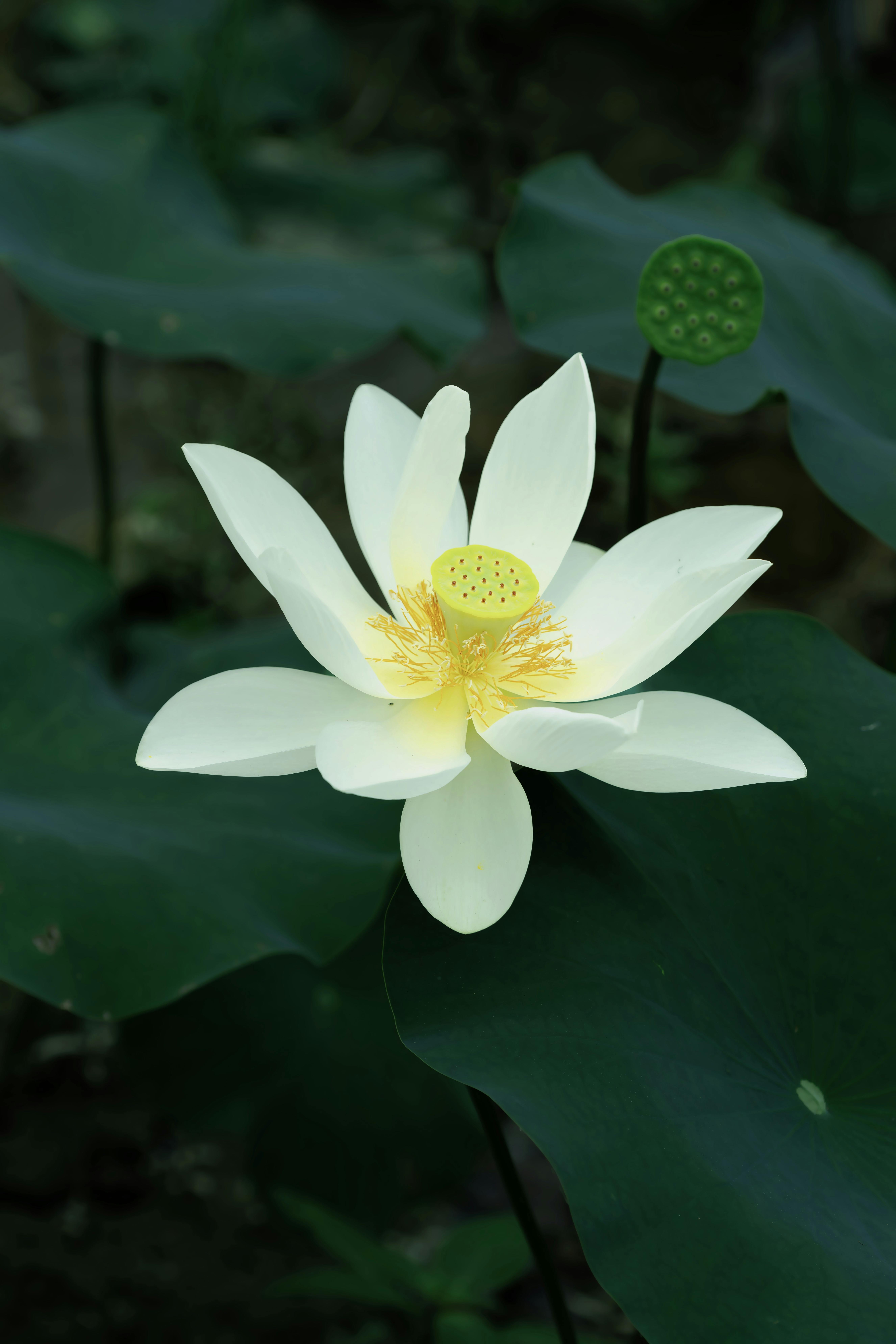 免費youtube+影片下載器 Photos, Download The BEST Free 免費youtube+影片下載器 Stock ...