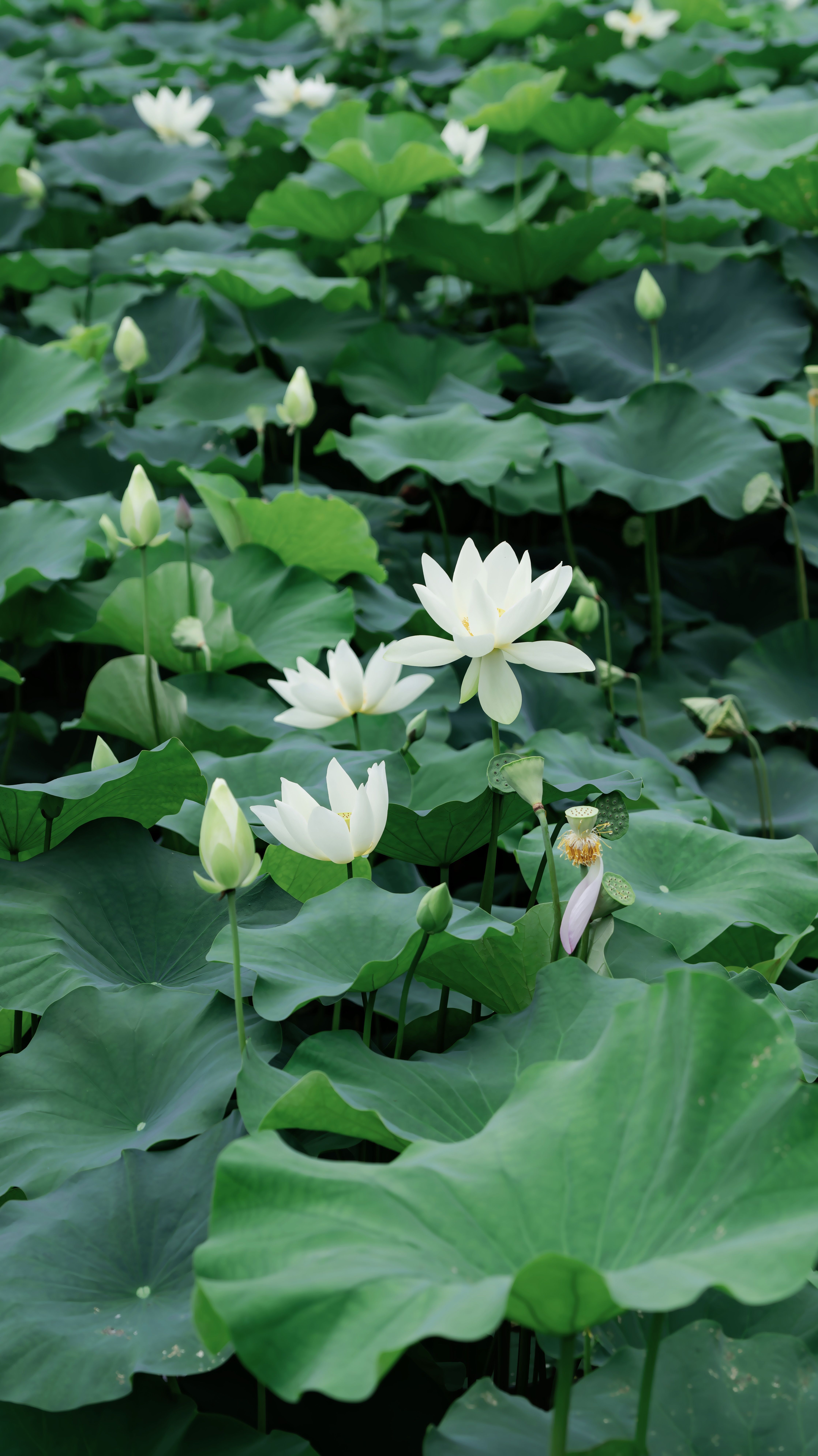 Peaceful Scene of Blooming Lotus Flowers in Pond · Free Stock Photo