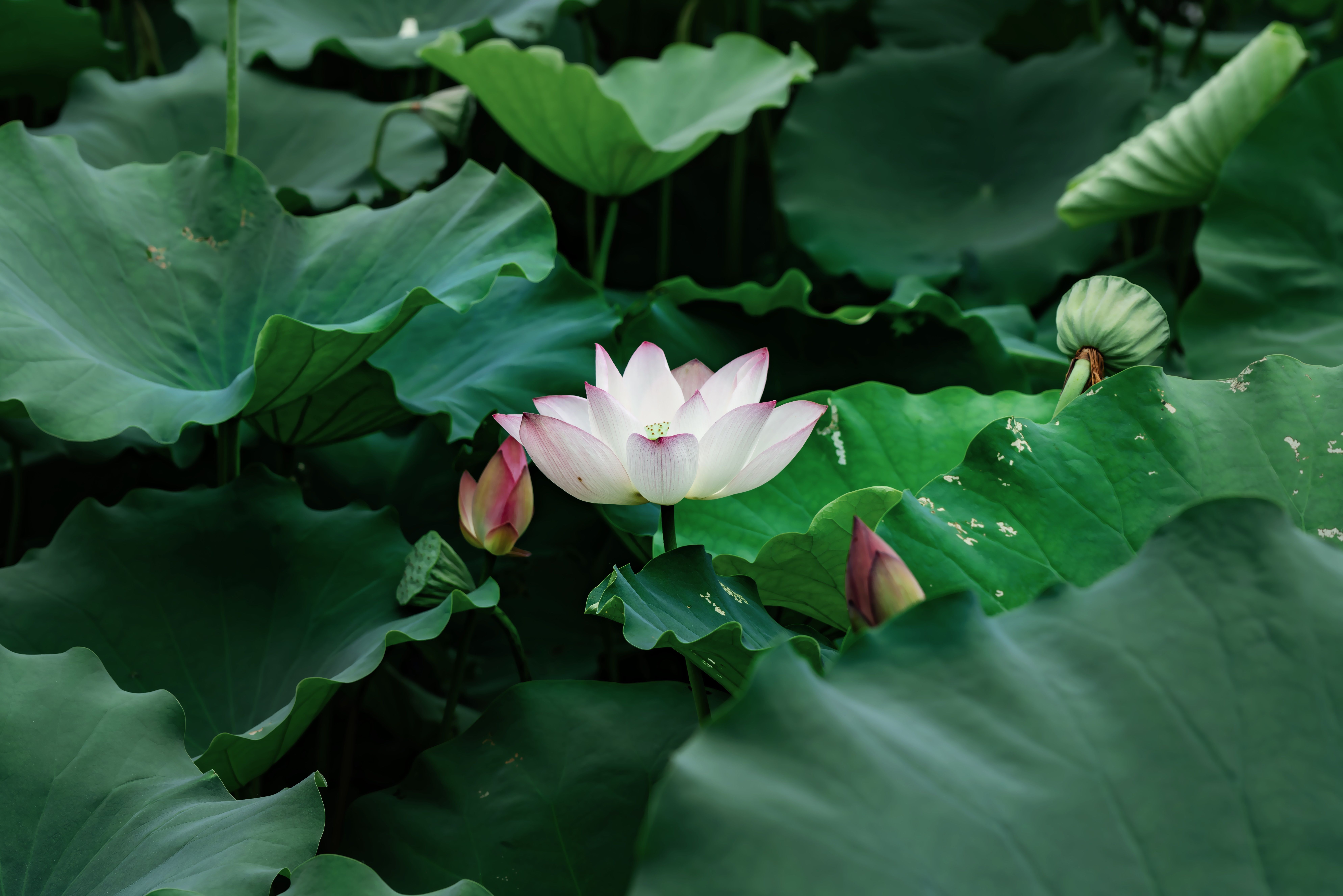 Verde Foliage Photos, Download The BEST Free Verde Foliage Stock Photos ...