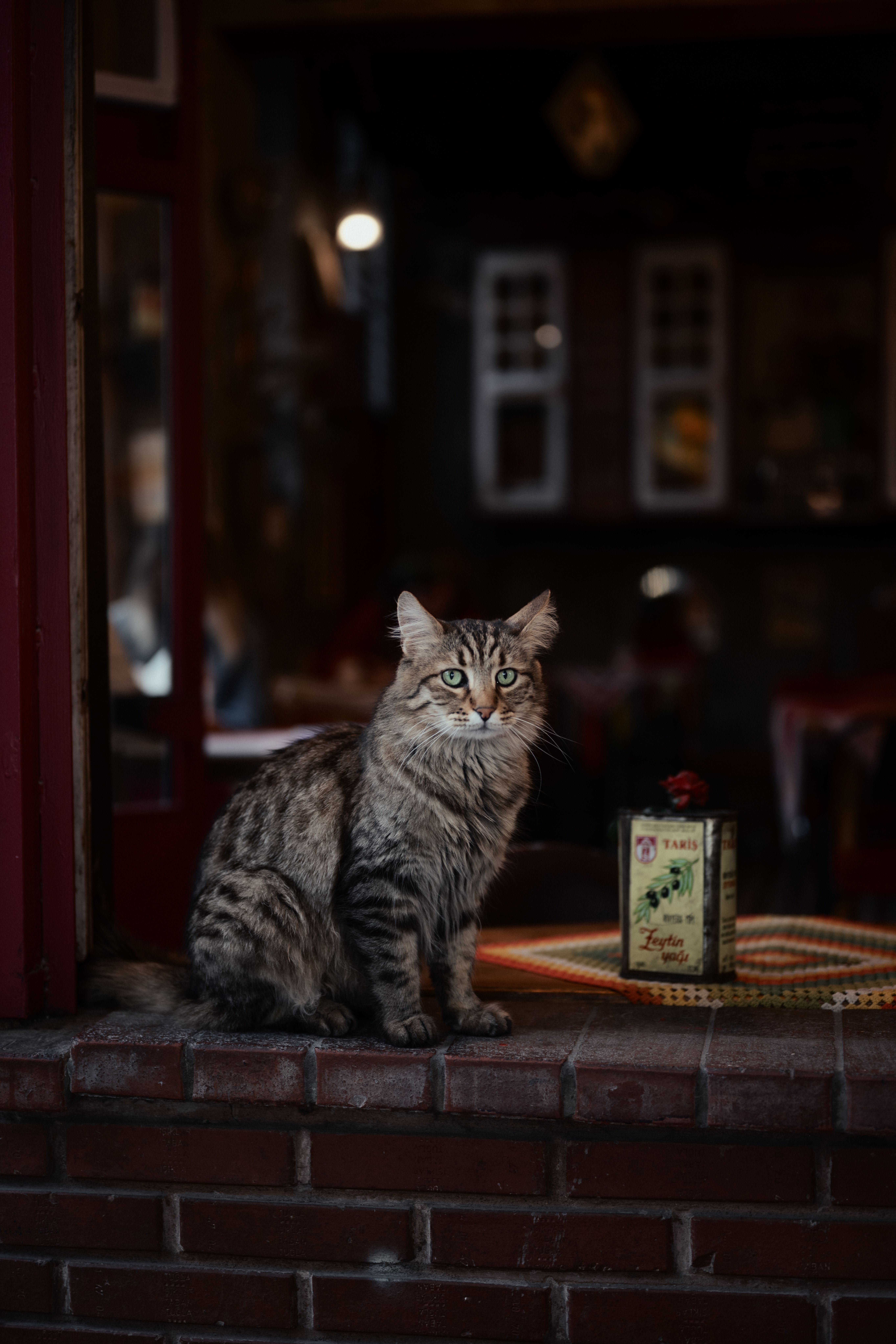 Cozy Istanbul Café Scene with Stray Cat · Free Stock Photo