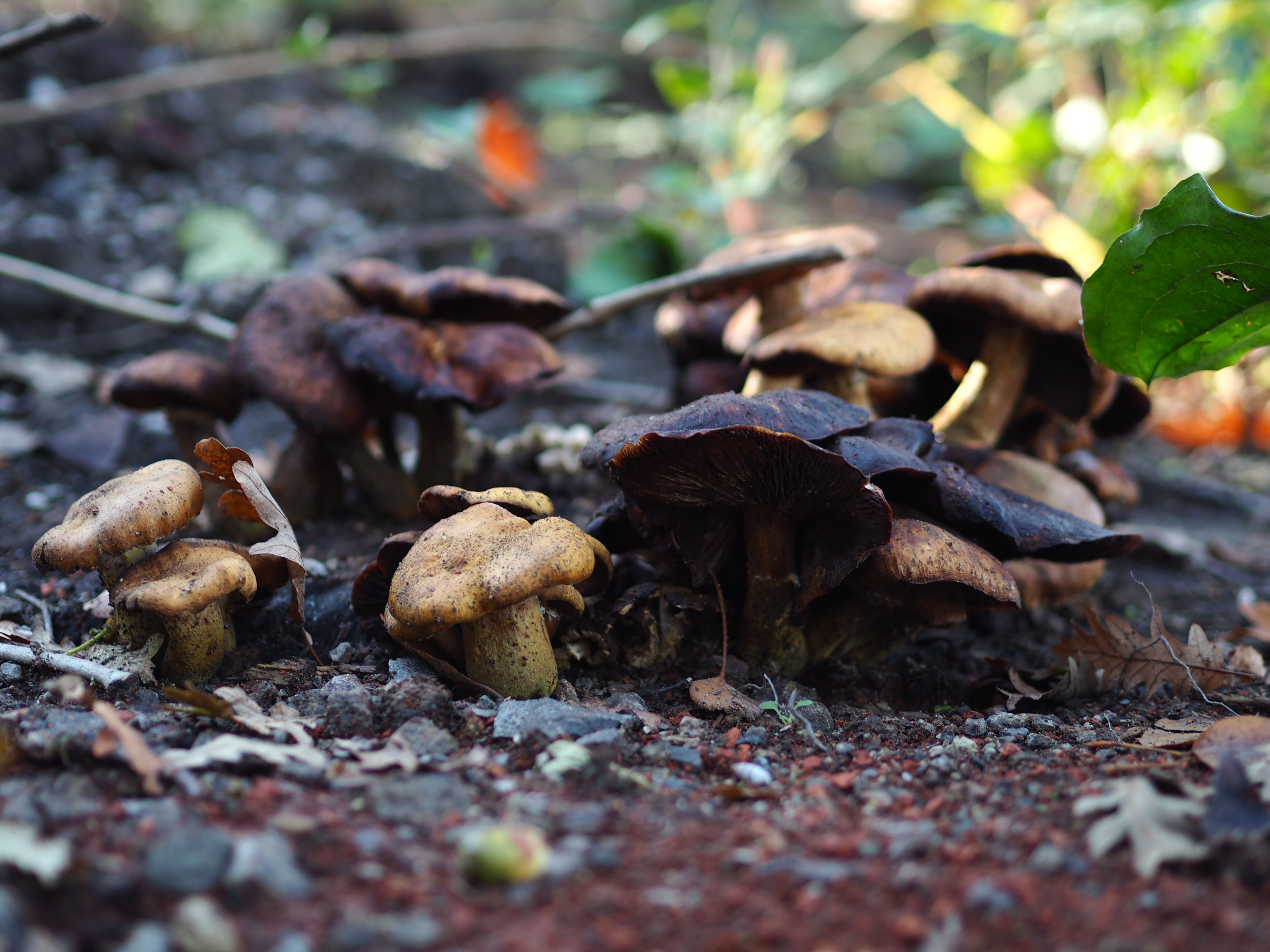 Wild Mushrooms Growing in Forest Setting · Free Stock Photo
