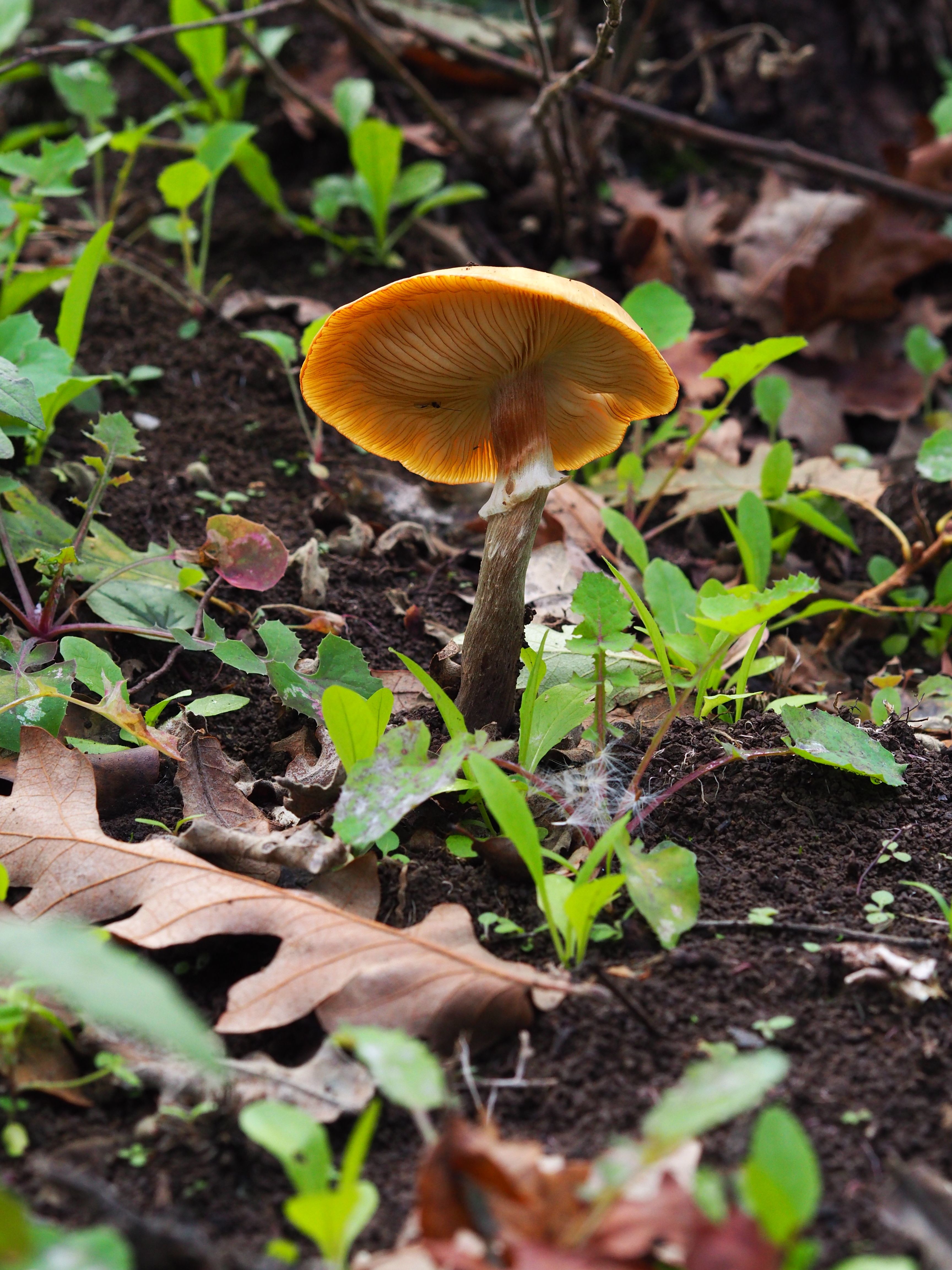 Spore Fatty Photos, Download The BEST Free Spore Fatty Stock Photos ...