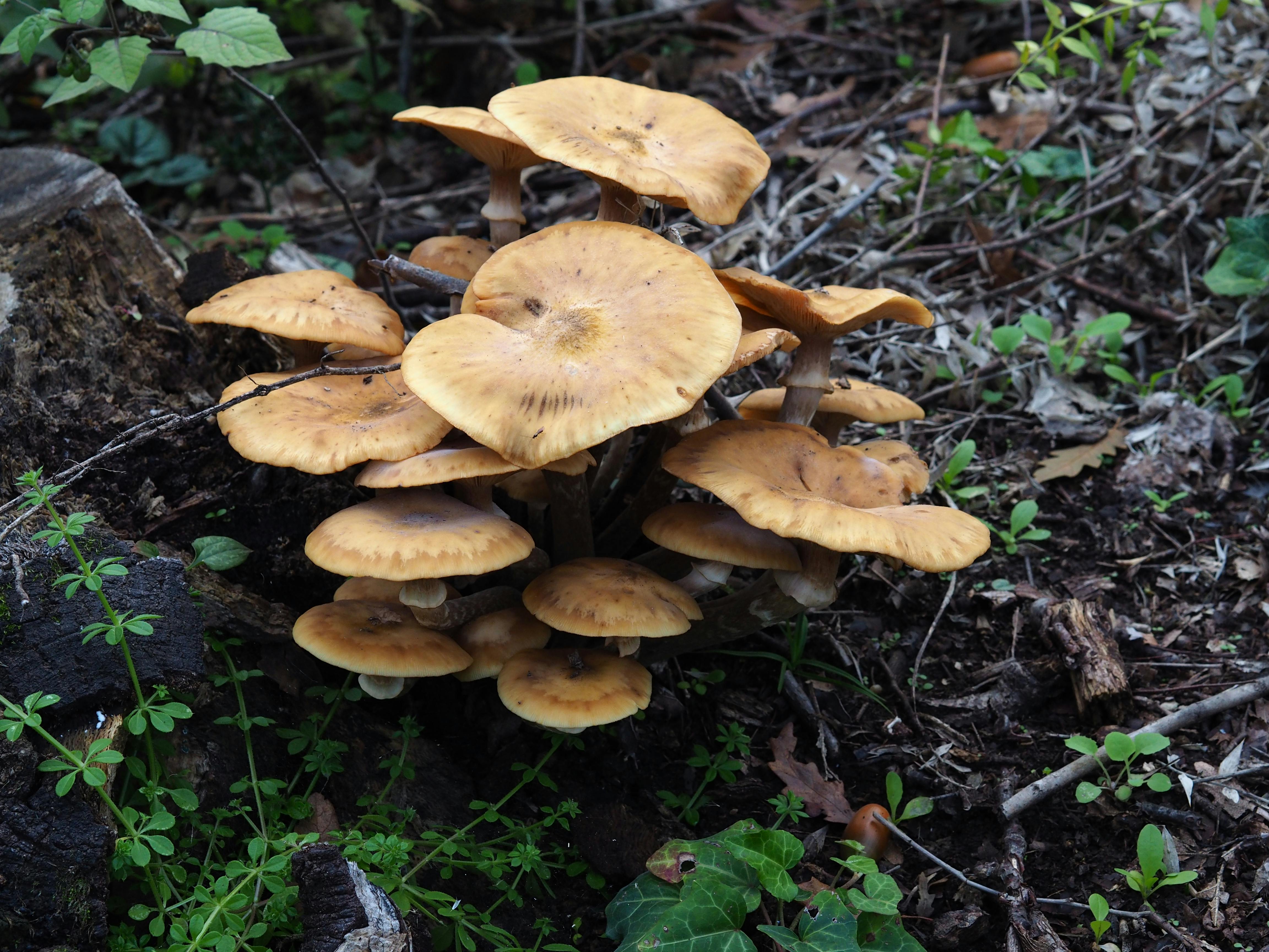 Fungal Ecosystem Photos, Download The BEST Free Fungal Ecosystem Stock ...