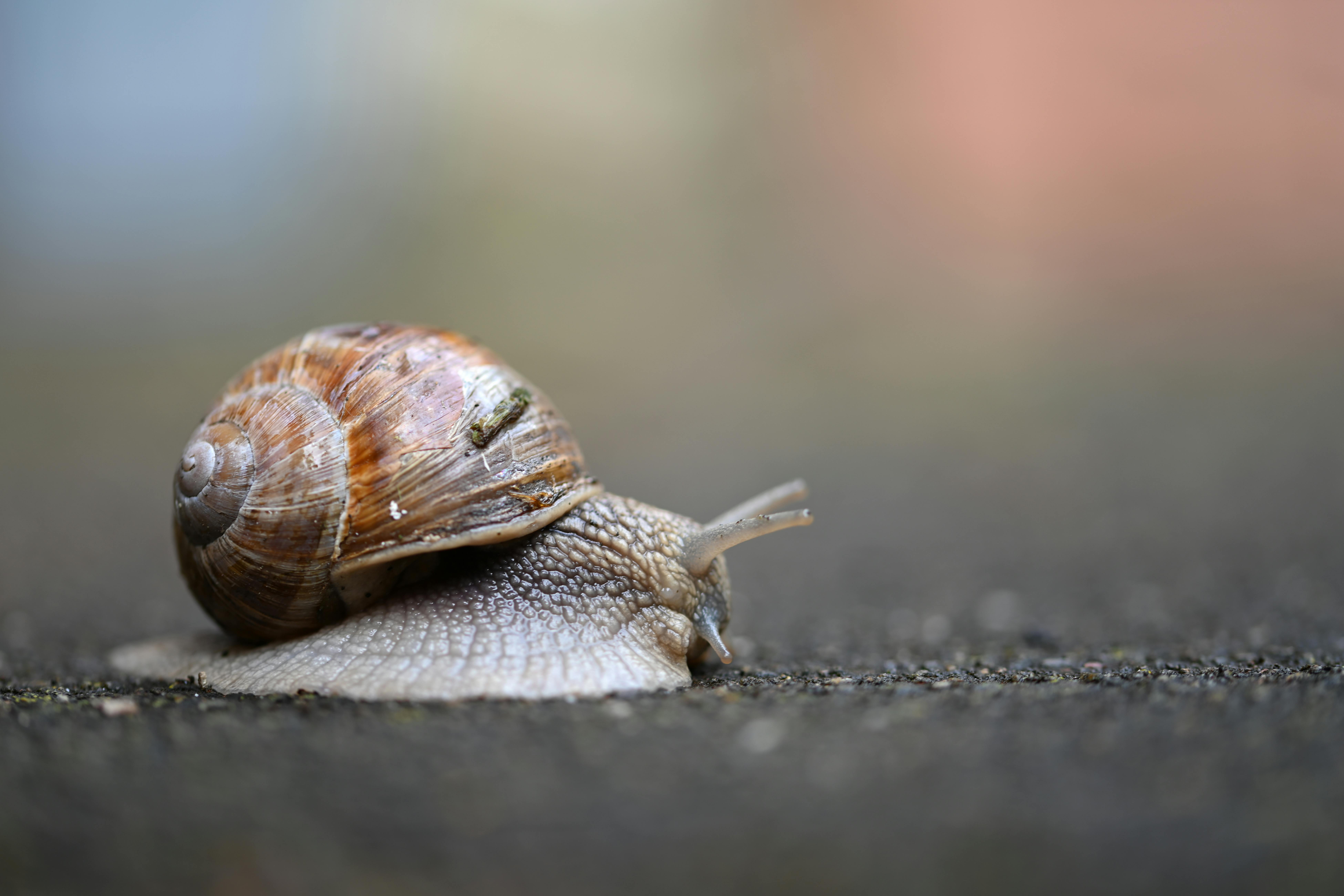 Close-Up of a Roman Snail on Pavement · Free Stock Photo