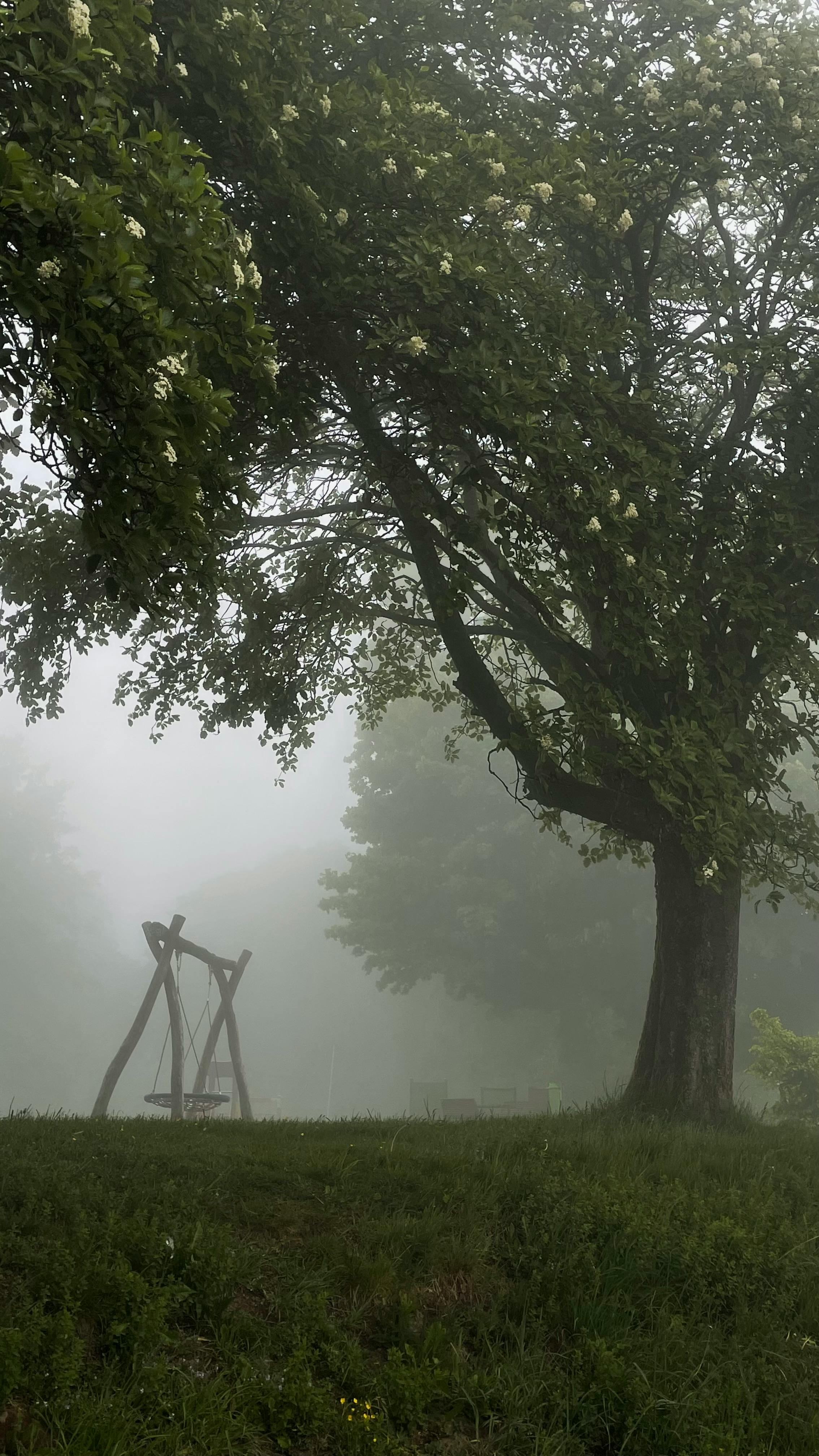 Grass Canopy Photos, Download The BEST Free Grass Canopy Stock Photos ...