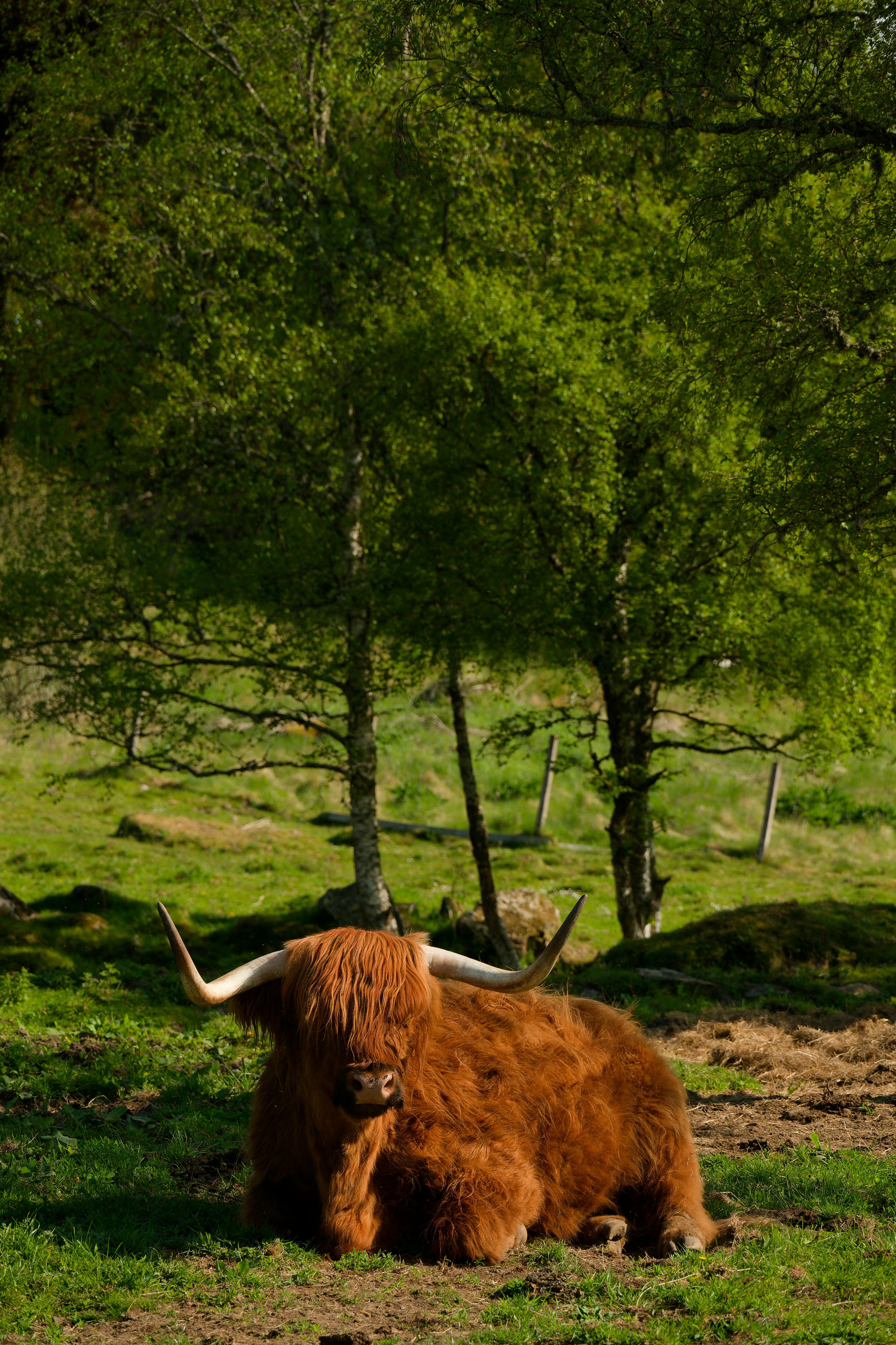 Highland Cow Photos, Download The BEST Free Highland Cow Stock Photos ...