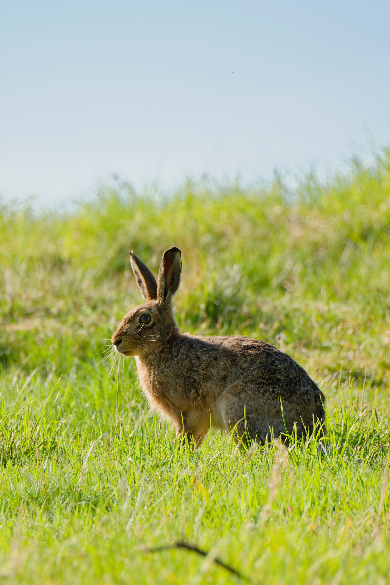 Hare Photos, Download The BEST Free Hare Stock Photos & HD Images