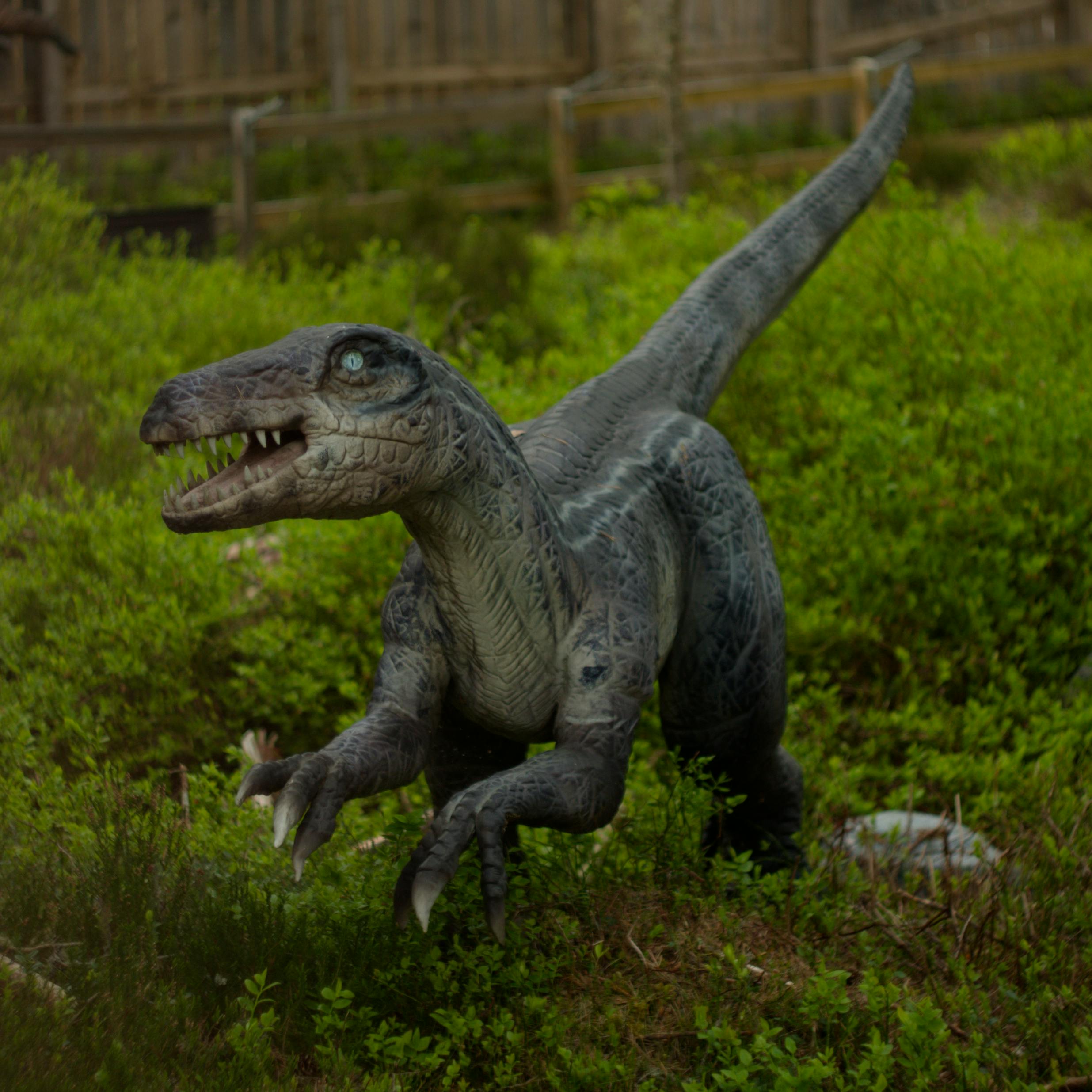 Realistic Velociraptor Model in Natural Setting · Free Stock Photo