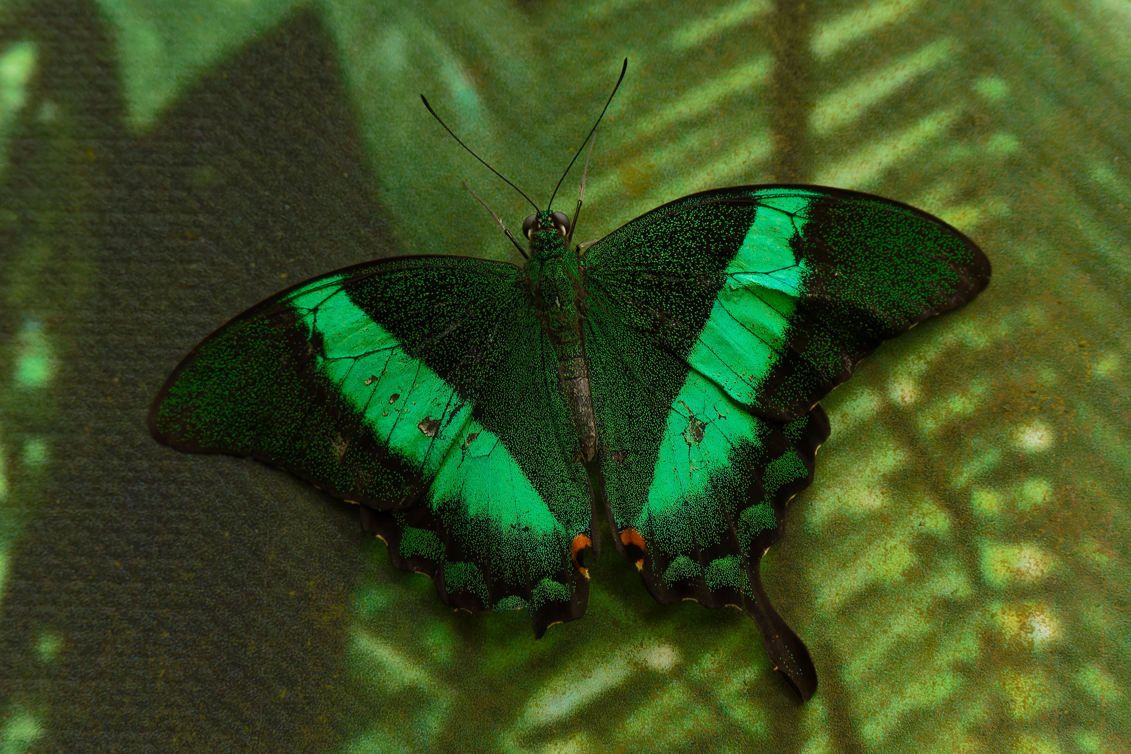 Vibrant Emerald Swallowtail Butterfly Resting · Free Stock Photo