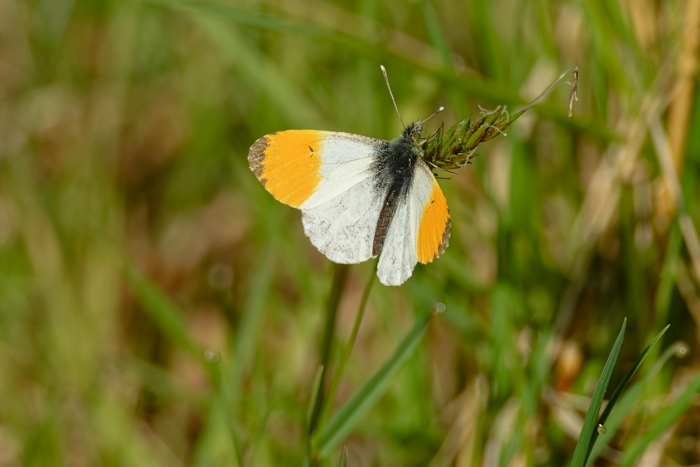 Scroller+Butterfly+Wings Photos, Download The BEST Free Scroller ...