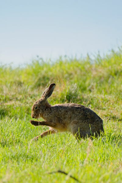 Hare Photos, Download The BEST Free Hare Stock Photos & HD Images