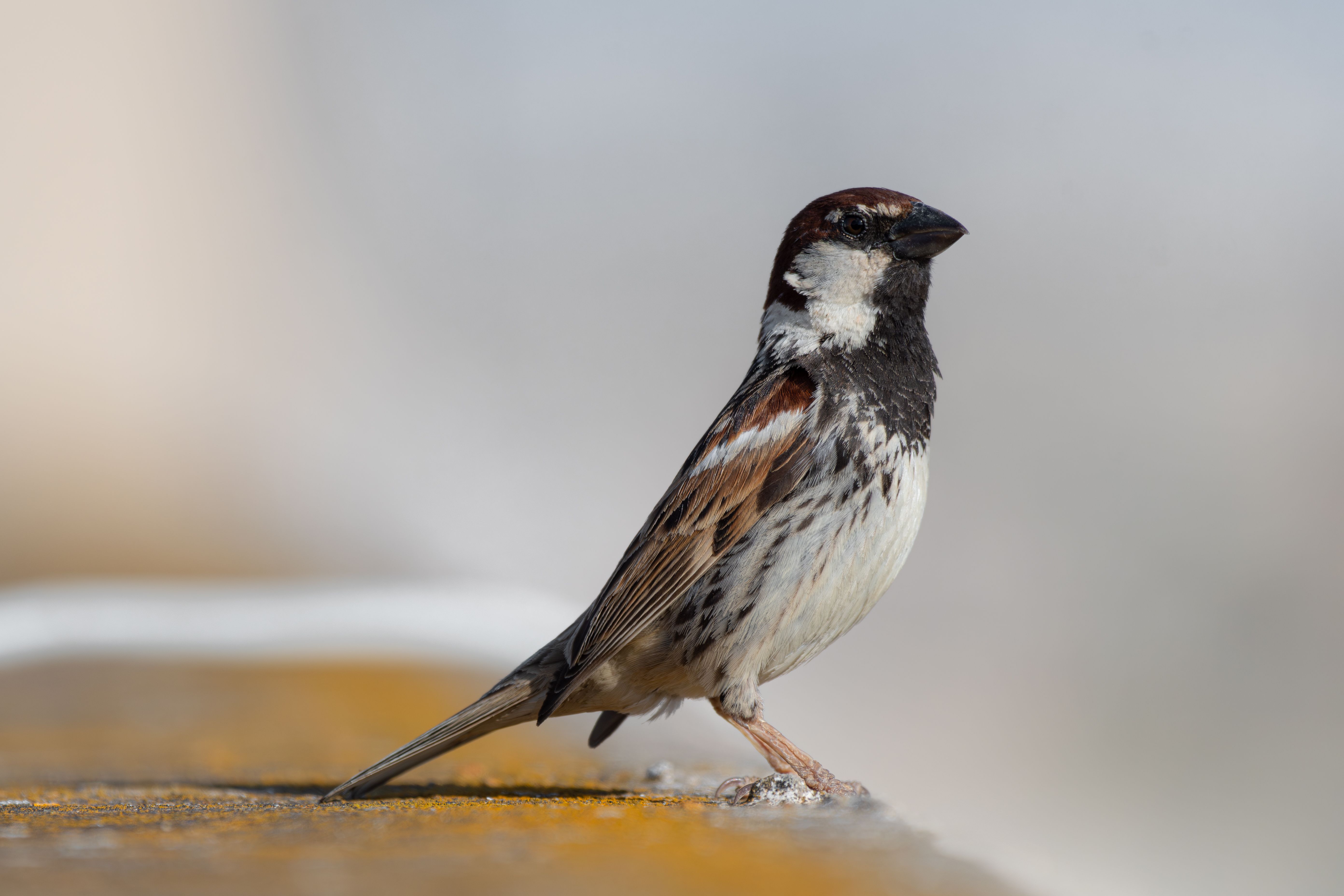 Close-up Portrait of a Perched Sparrow in Tunisia · Free Stock Photo
