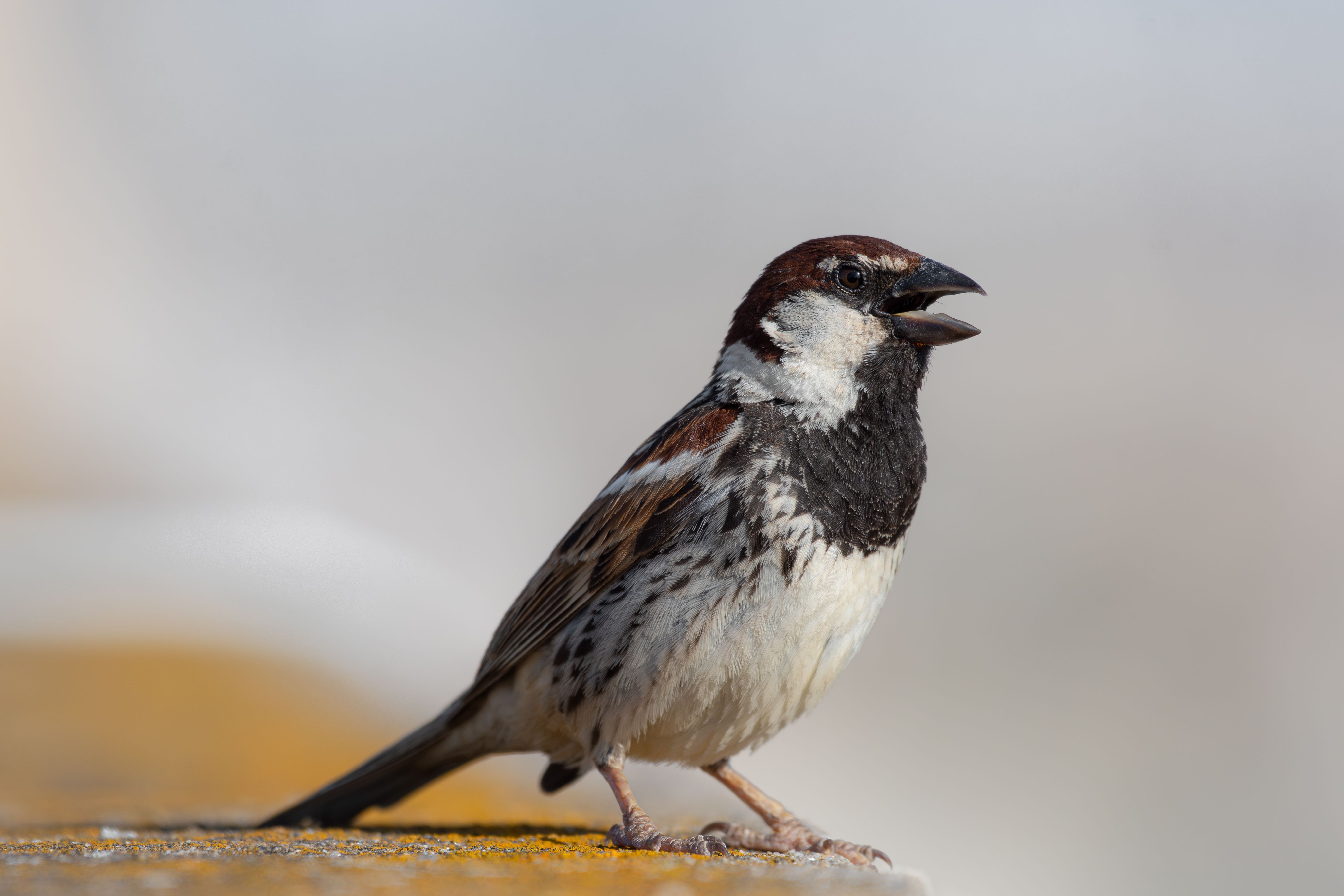 Close-up of a Perched Sparrow in Urban Tunisia · Free Stock Photo