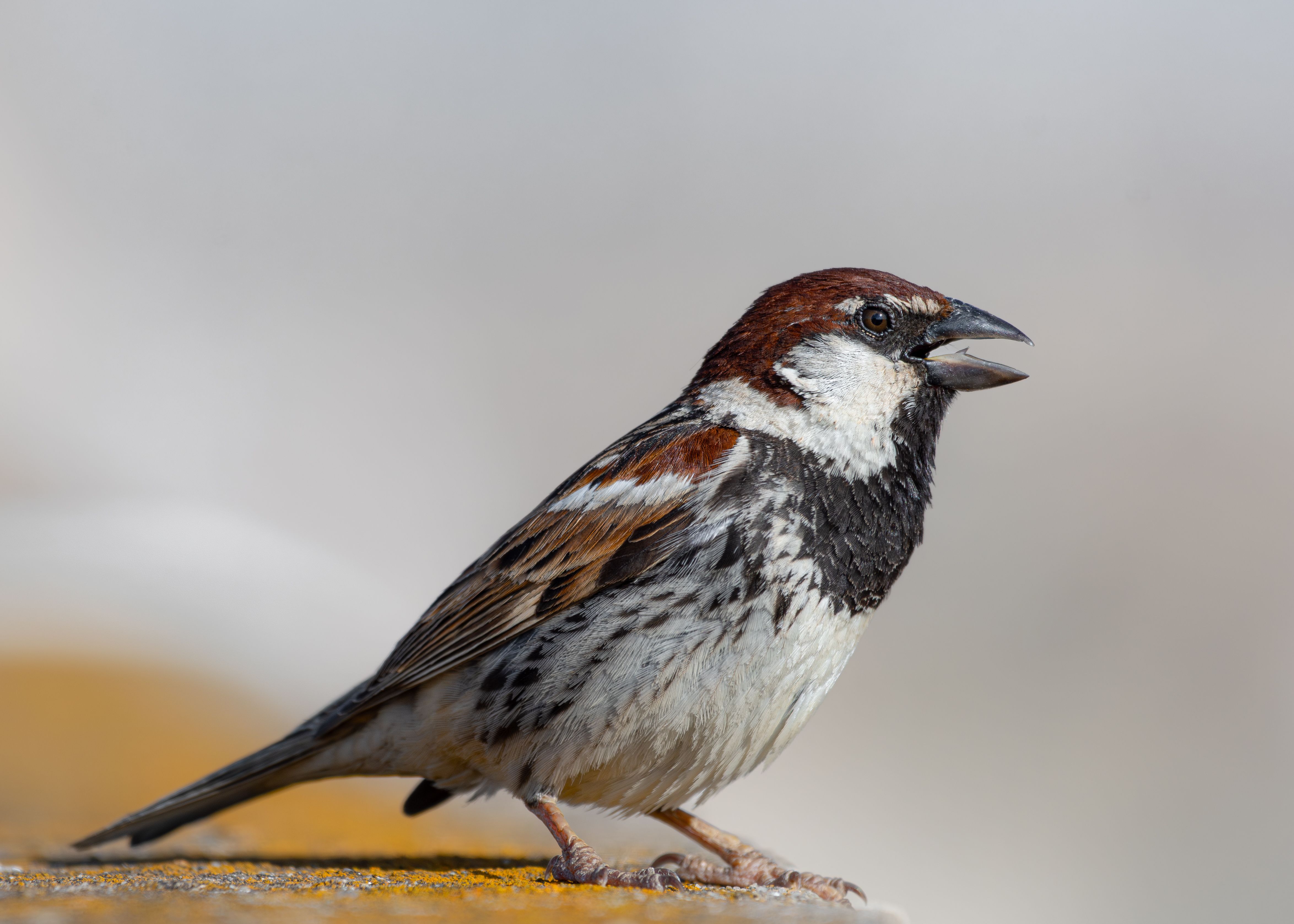 Close-up of a Perched House Sparrow in Tunisia · Free Stock Photo