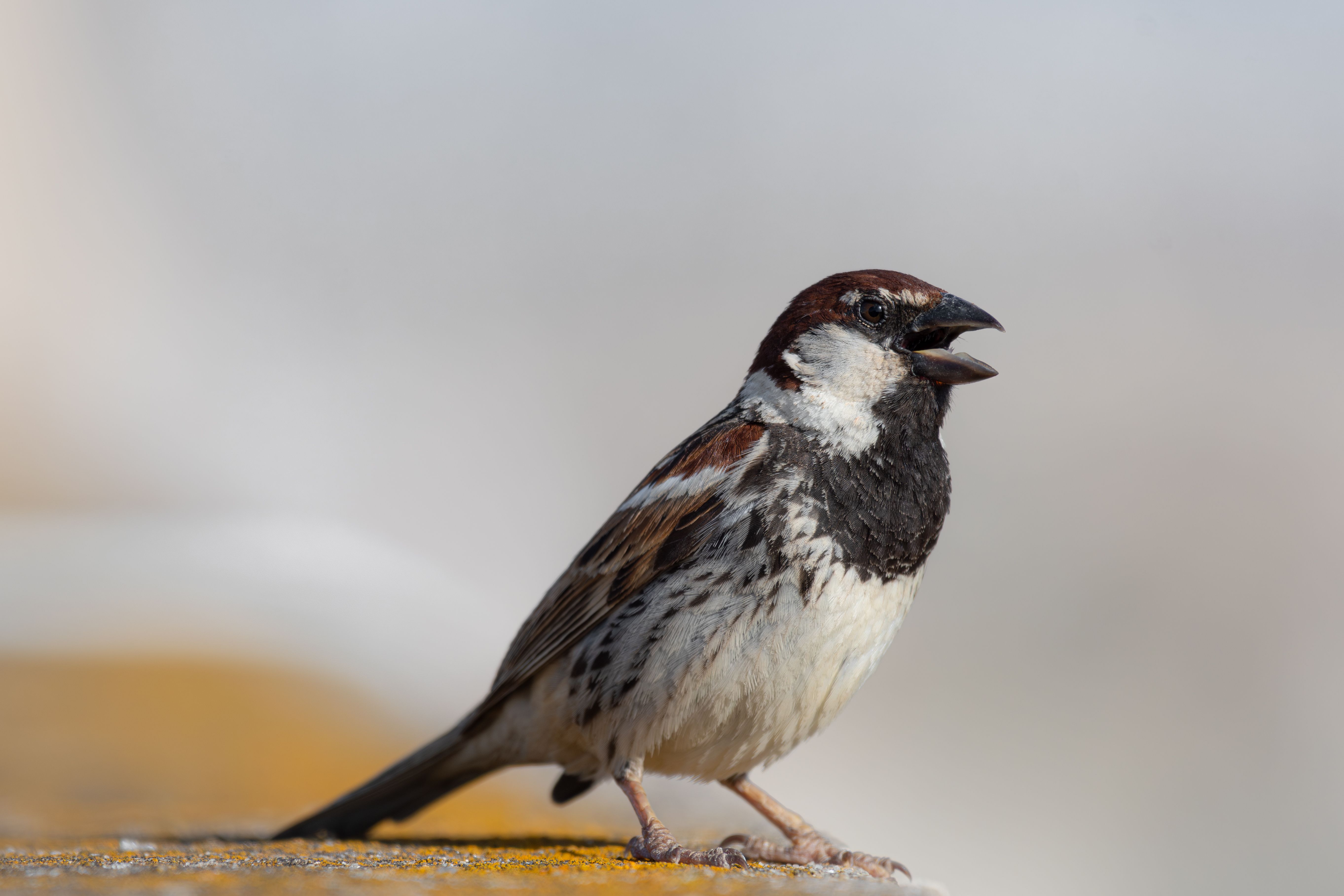 Fugler Chirping Photos, Download The BEST Free Fugler Chirping Stock ...