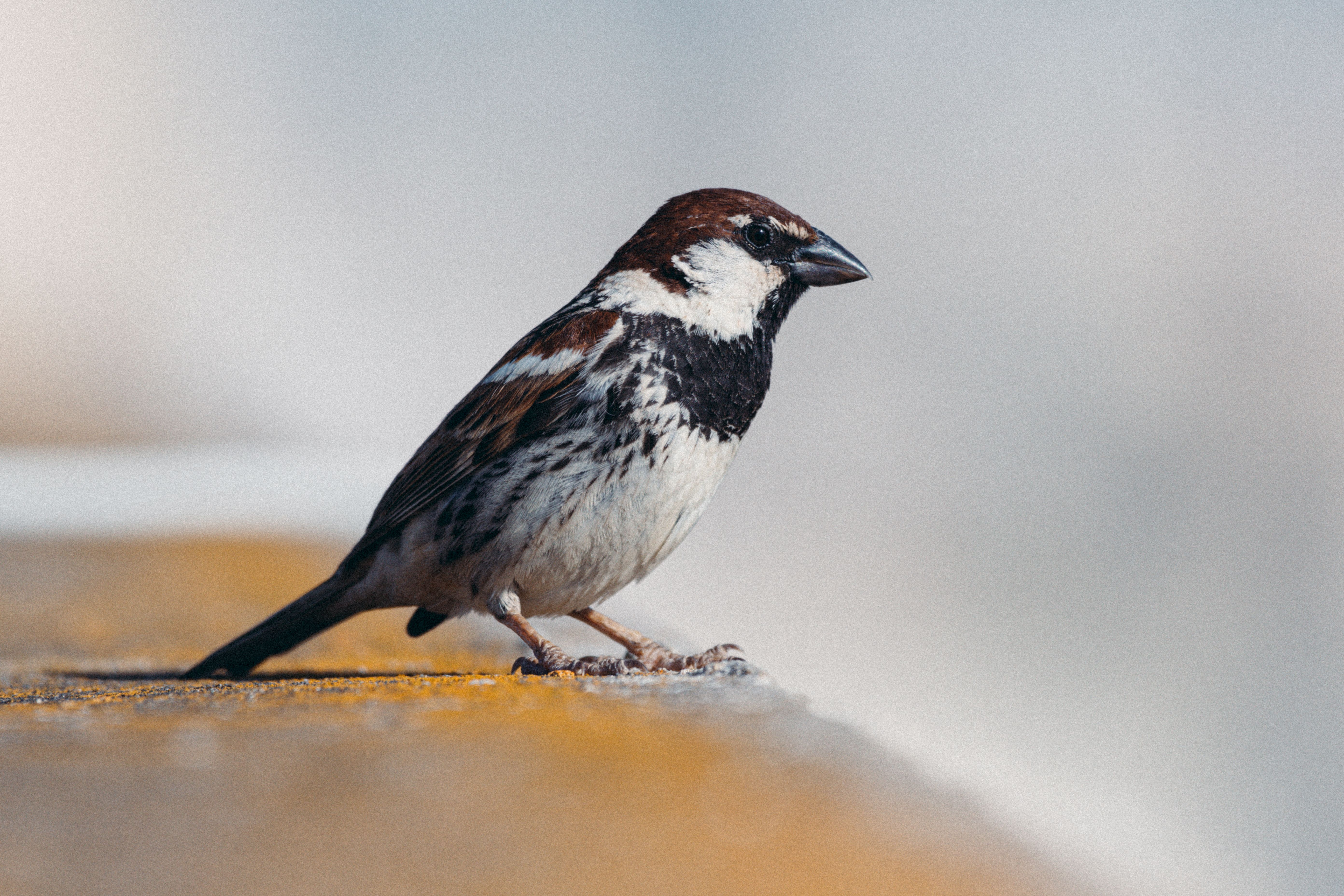 Close-Up Portrait of a Sparrow Perched Outdoors · Free Stock Photo