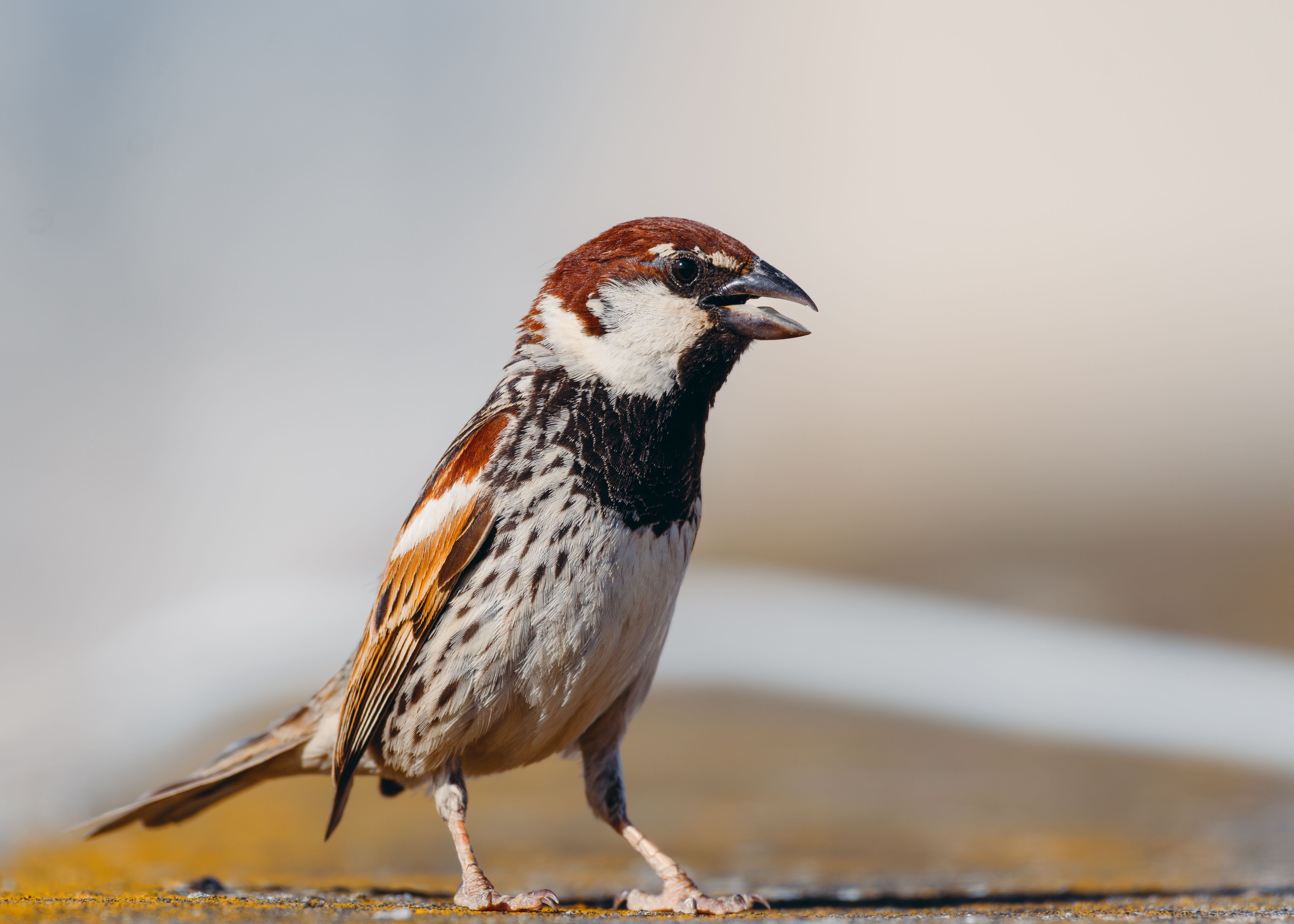 Close-Up of a Sparrow Perched on Urban Concrete · Free Stock Photo