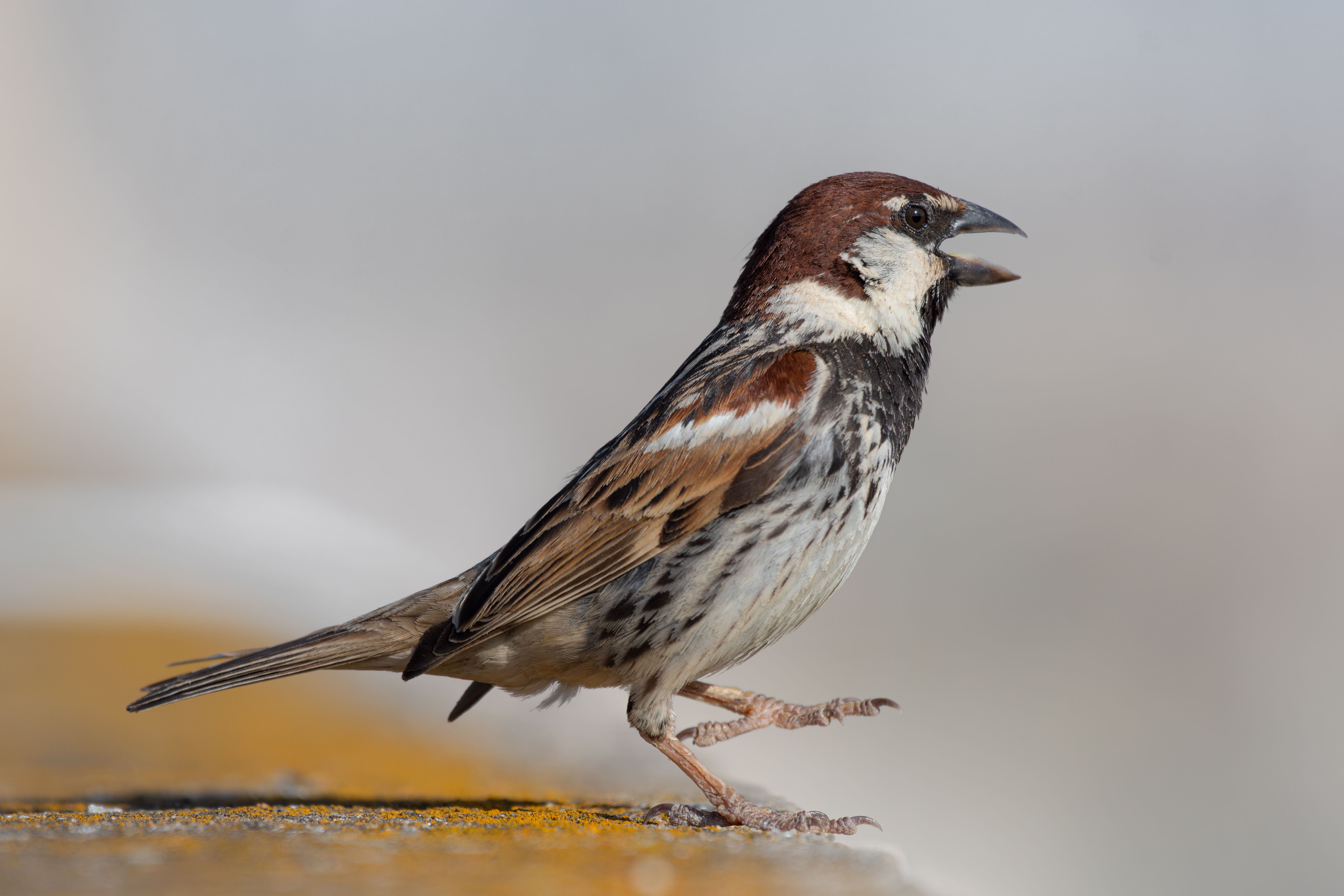 Close-up of a House Sparrow in Urban Tunisia · Free Stock Photo