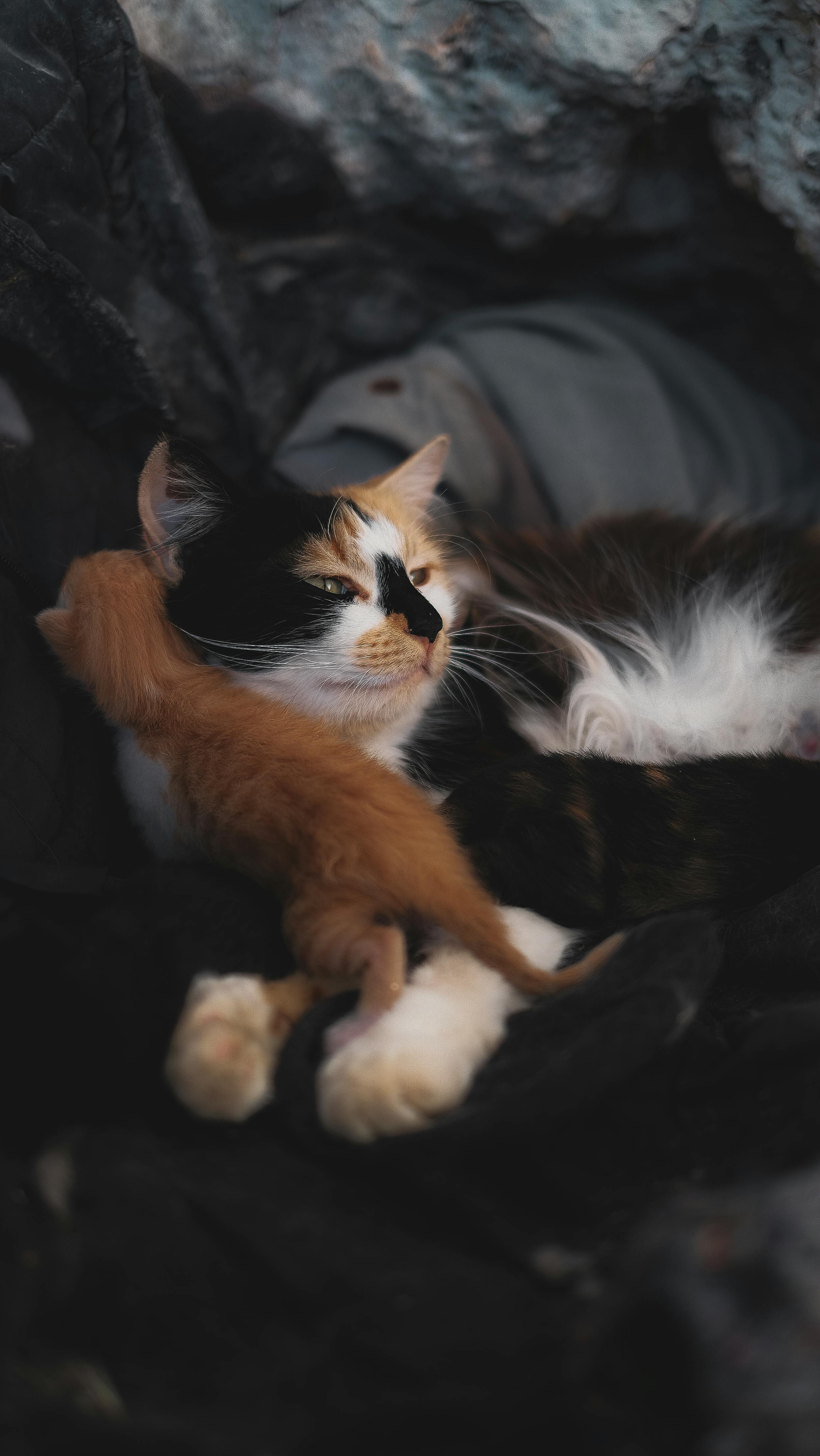 Capgemini+Wallpaper Photos, Download The BEST Free Capgemini+Wallpaper ...