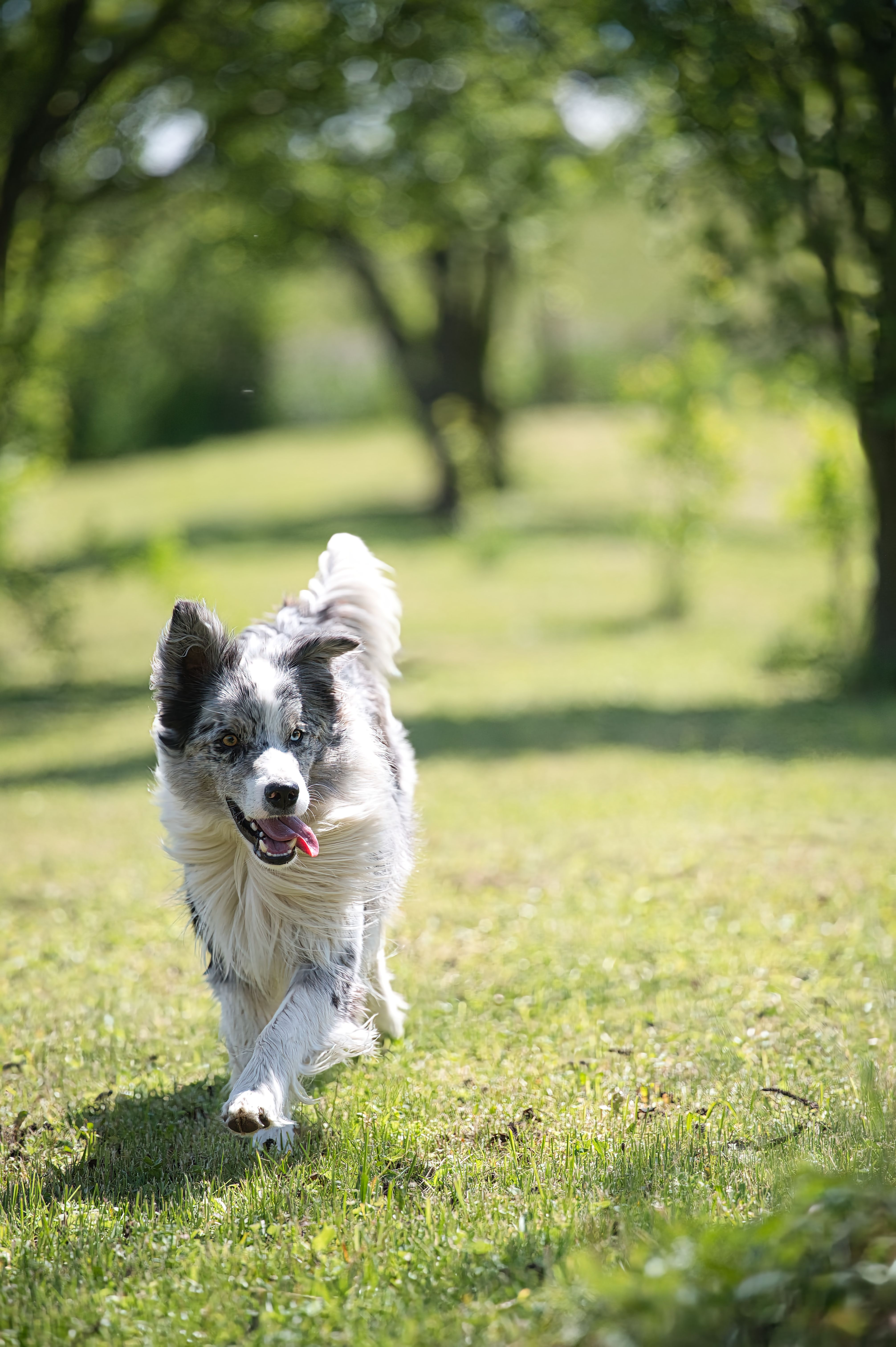 Lively Photos, Download The BEST Free Lively Stock Photos & HD Images