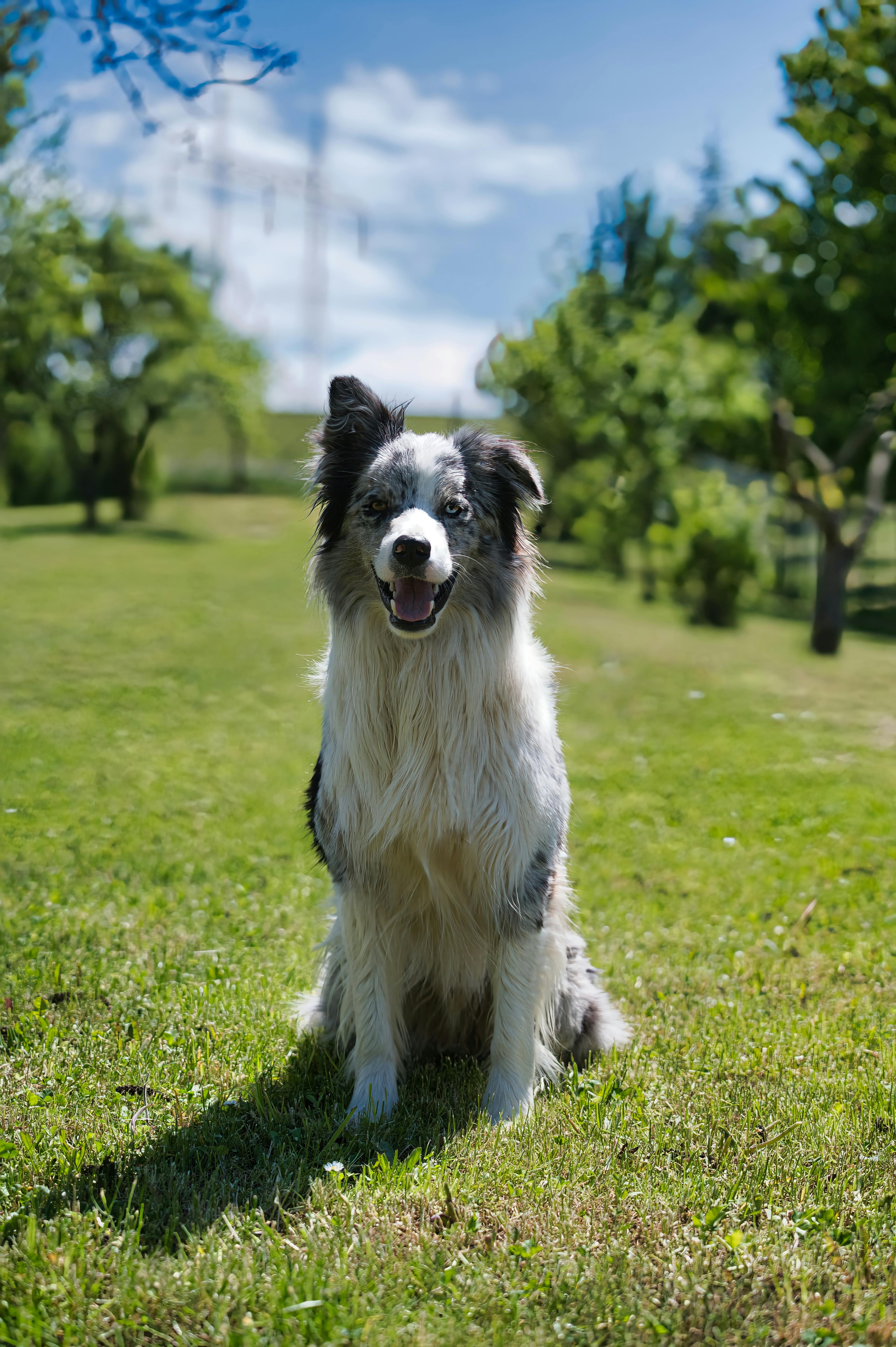 Sparrows+On+A+Branch+Enjoy+Spring+Blooms Photos, Download The BEST Free ...