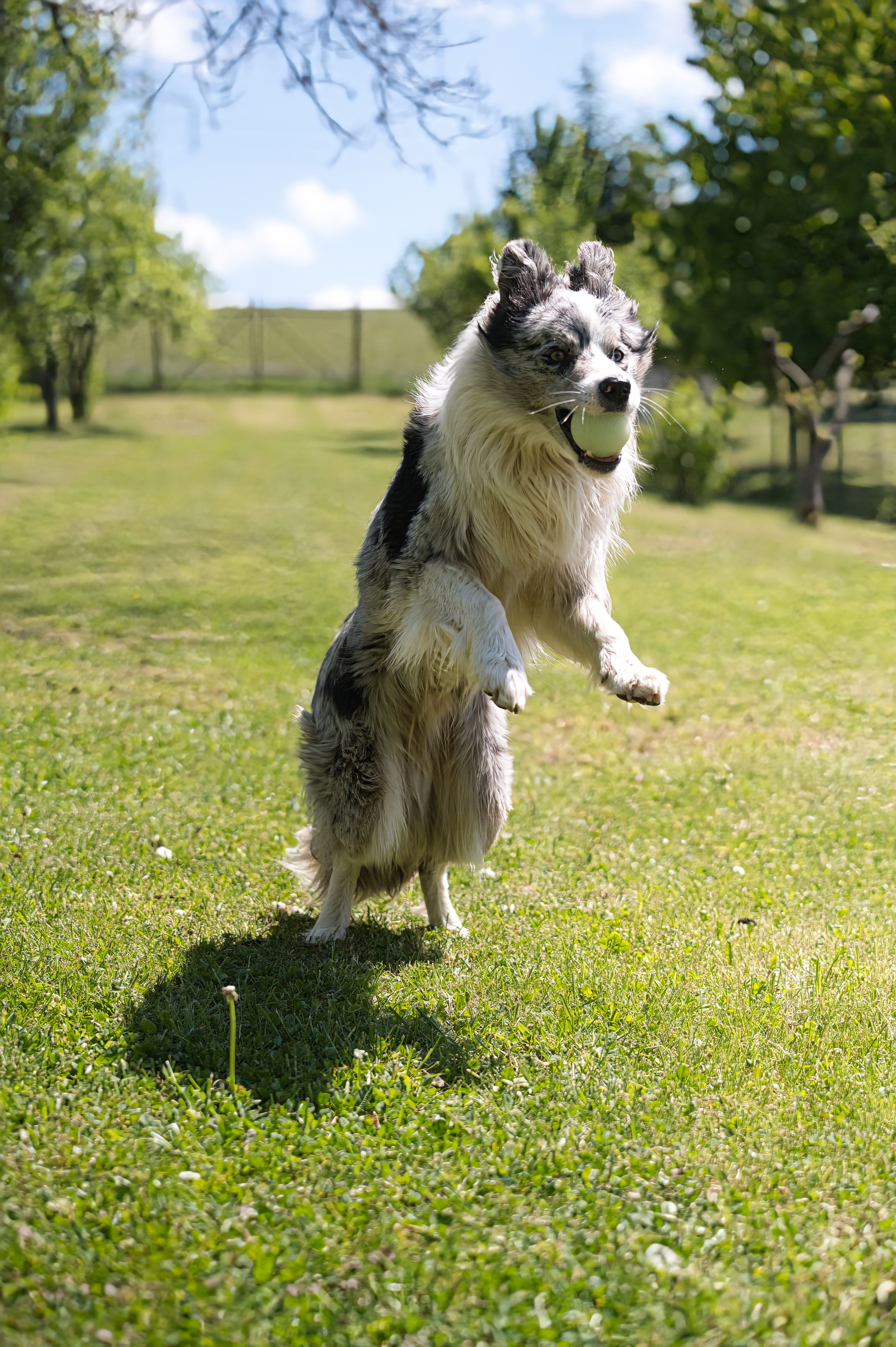 Energetic Border Collie Playing in the Park · Free Stock Photo
