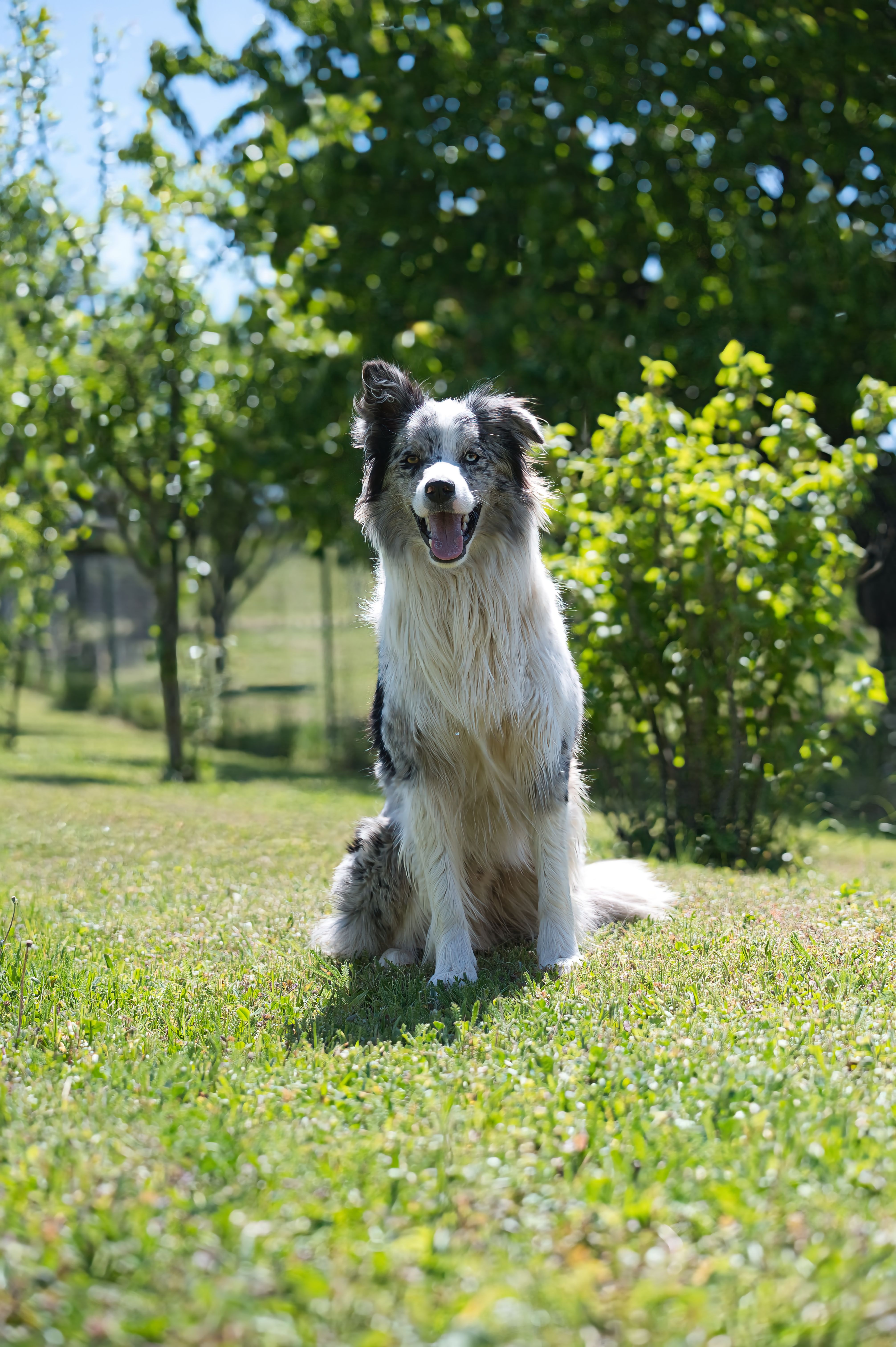 Energetic Border Collie in Sunny Park · Free Stock Photo