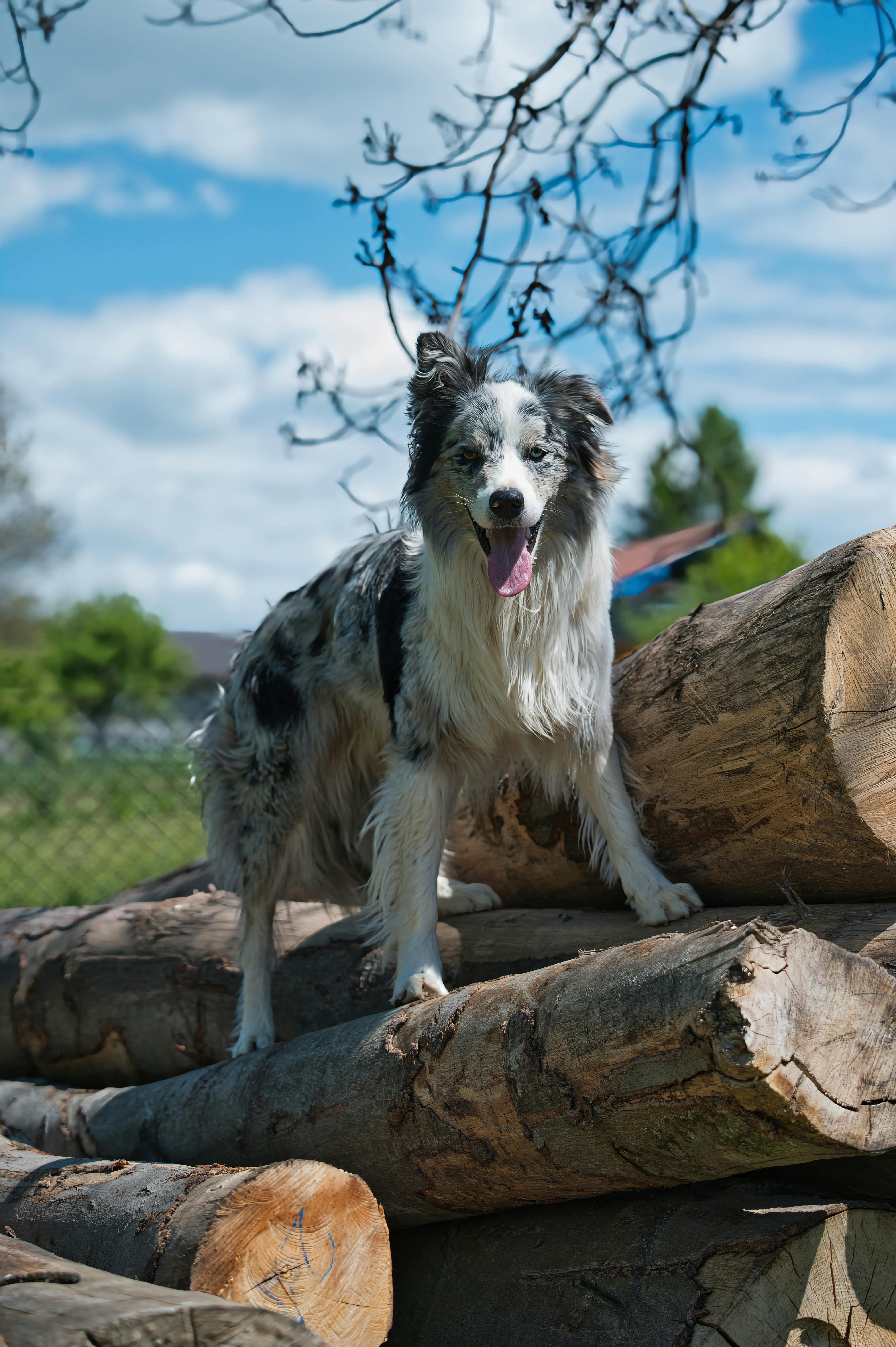 Energetic Border Collie on Stacked Logs · Free Stock Photo
