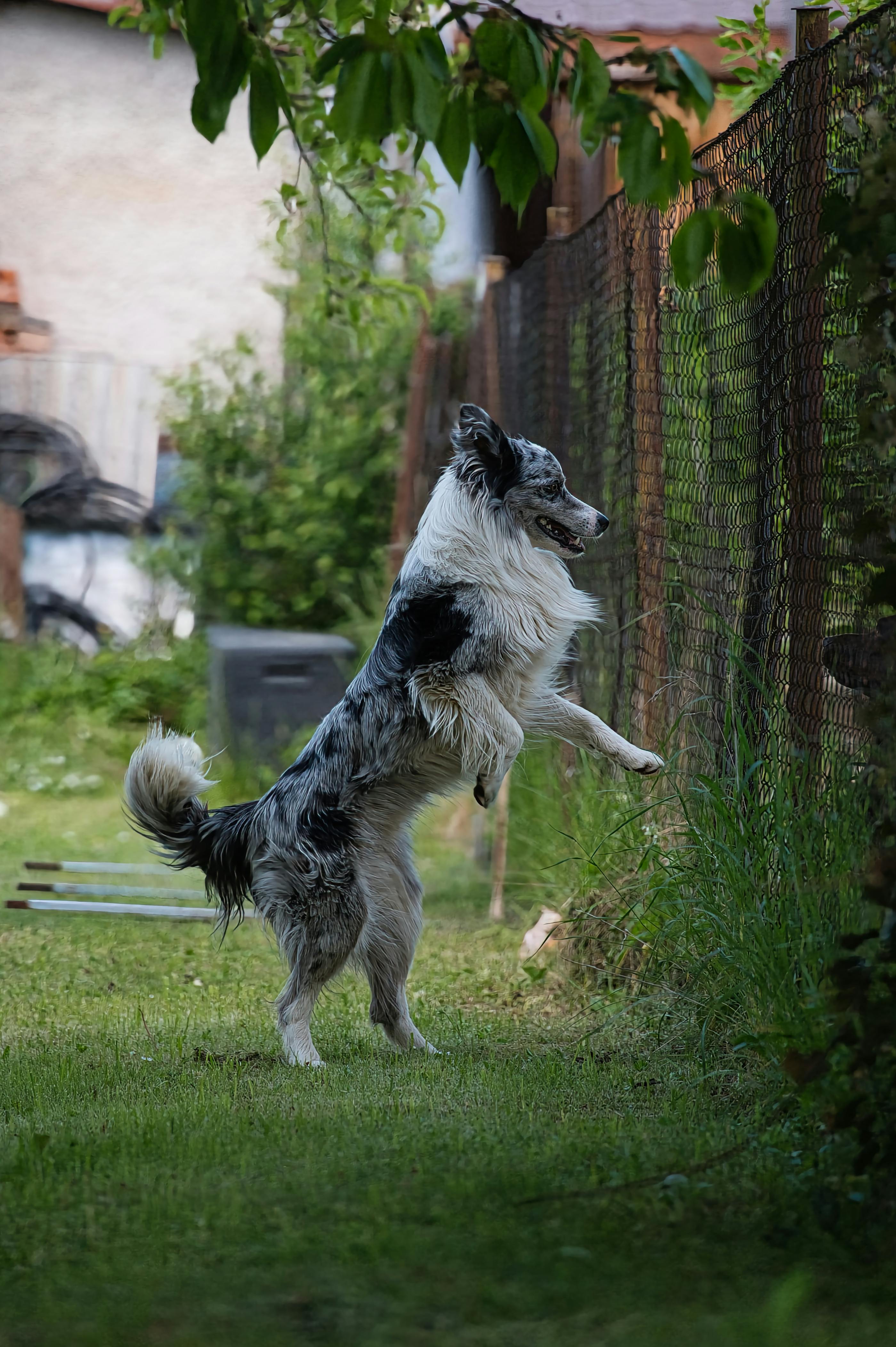 Energetic Border Collie Standing on Hind Legs Outdoors · Free Stock Photo