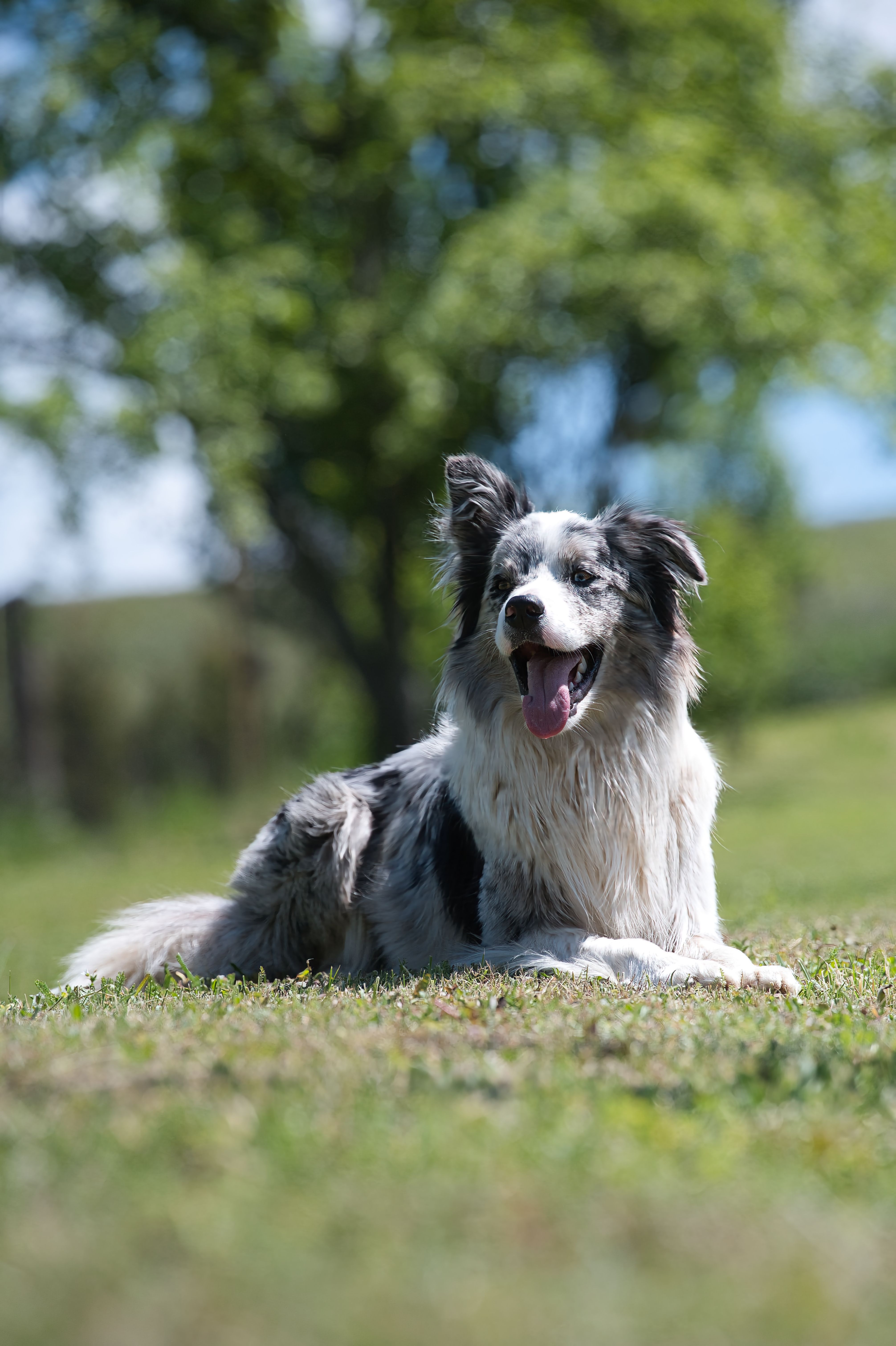 Playful Border Collie Enjoying Sunny Day Outdoors · Free Stock Photo