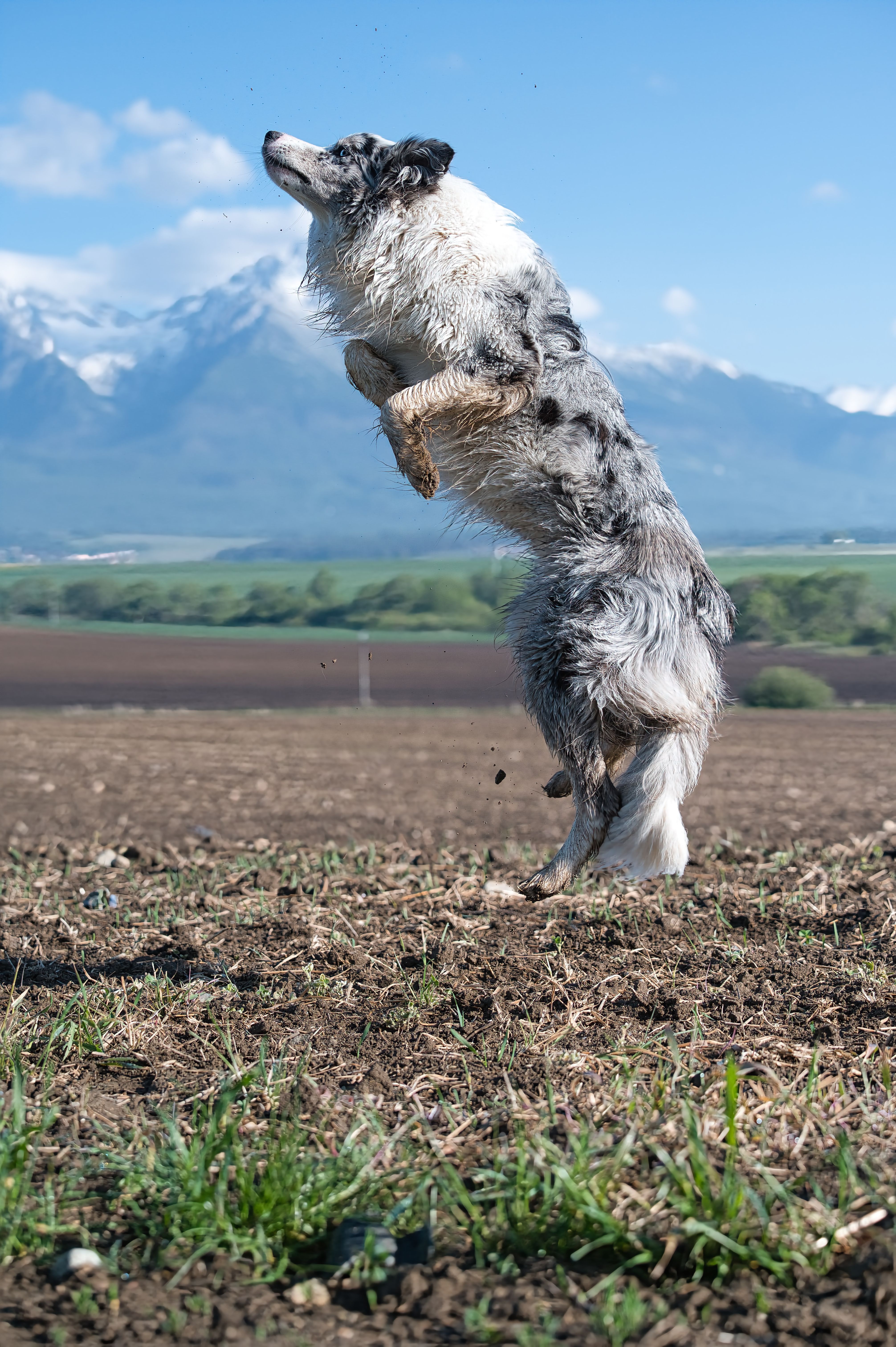Energetic Border Collie Leaping in Scenic Field · Free Stock Photo