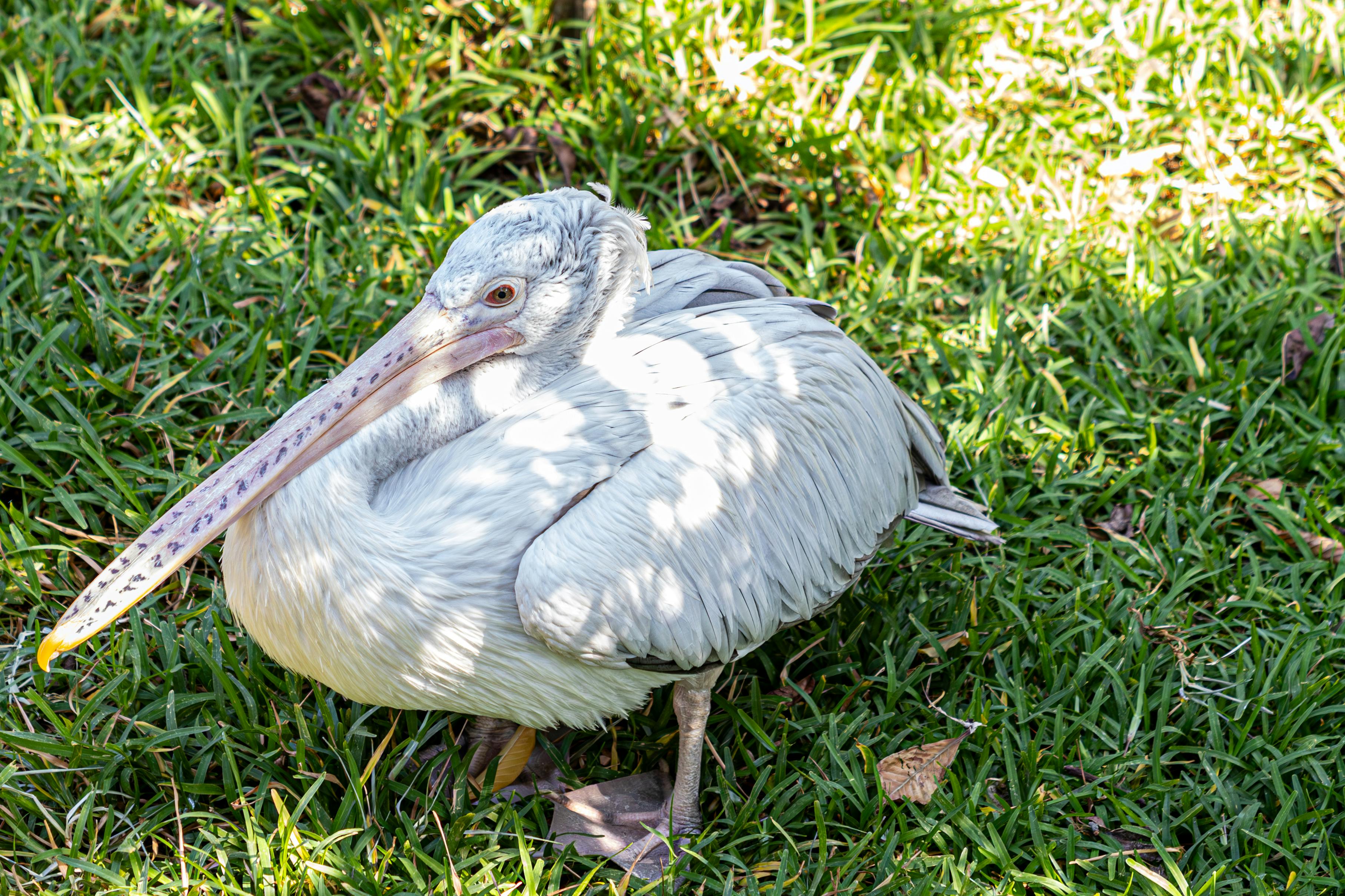 Upland Habitat Photos, Download The BEST Free Upland Habitat Stock ...