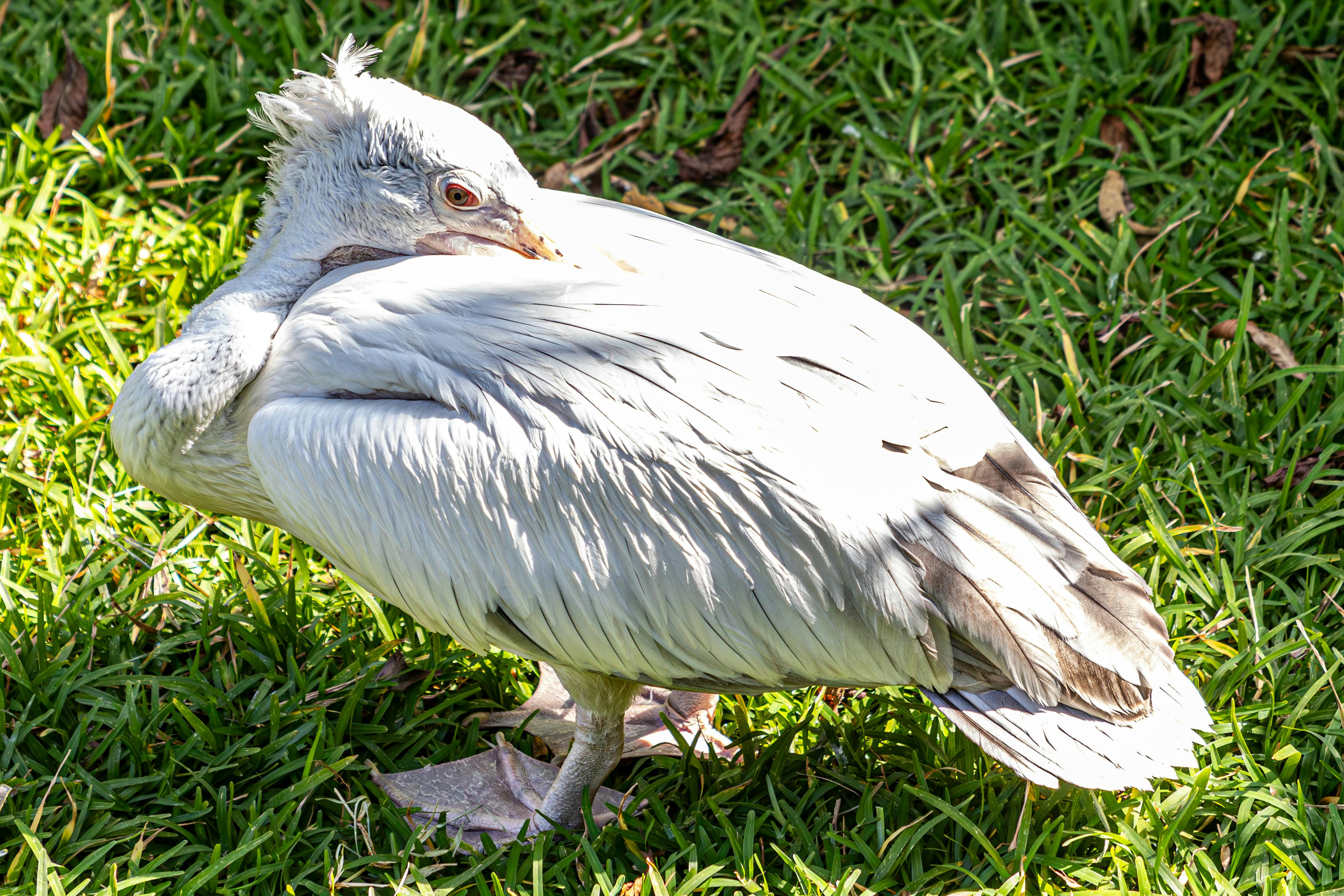 Popat Lal Photos, Download The BEST Free Popat Lal Stock Photos & HD Images