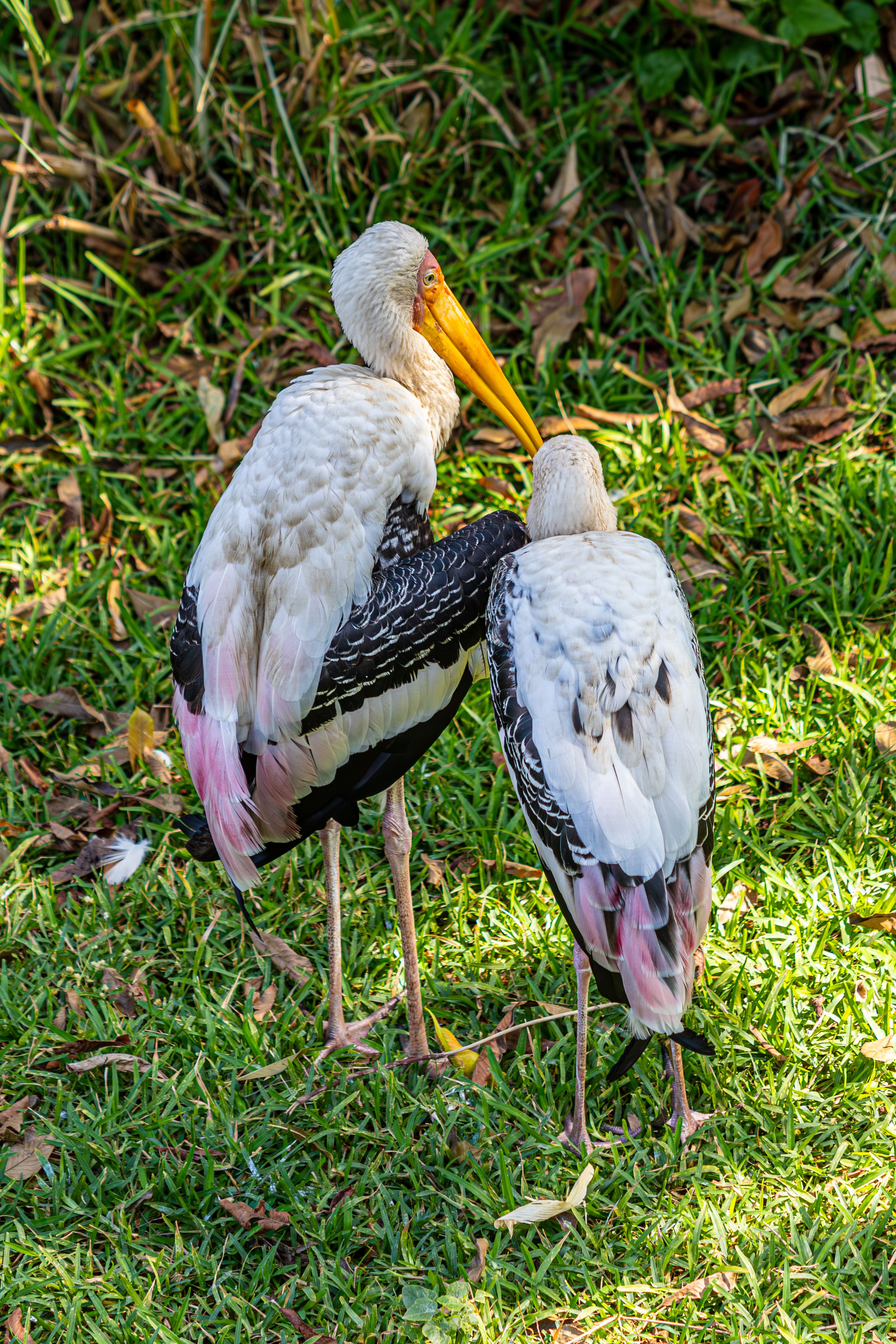 Pair of Painted Storks in Natural Habitat · Free Stock Photo