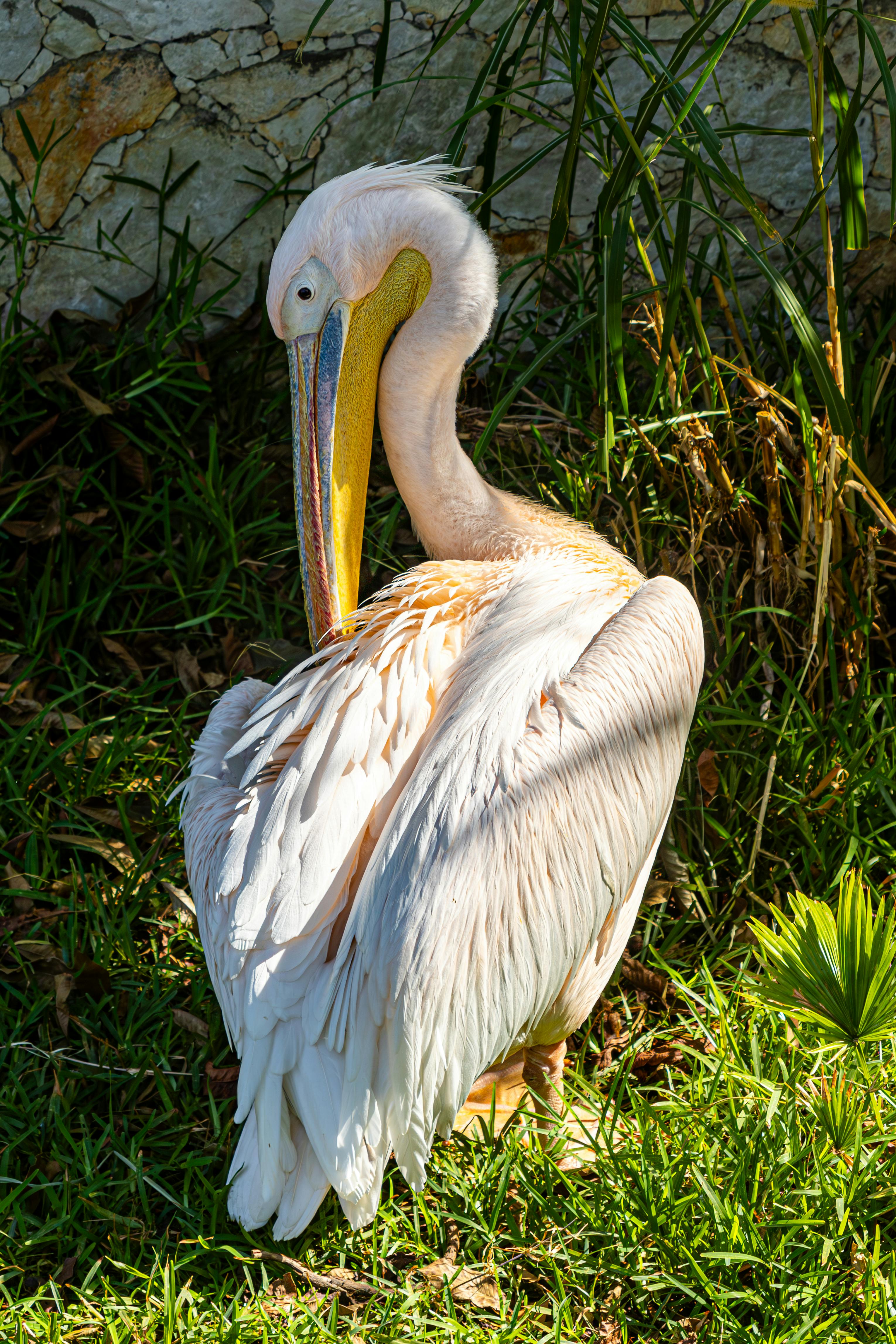 Great White Pelican Preening in Sunny Habitat · Free Stock Photo