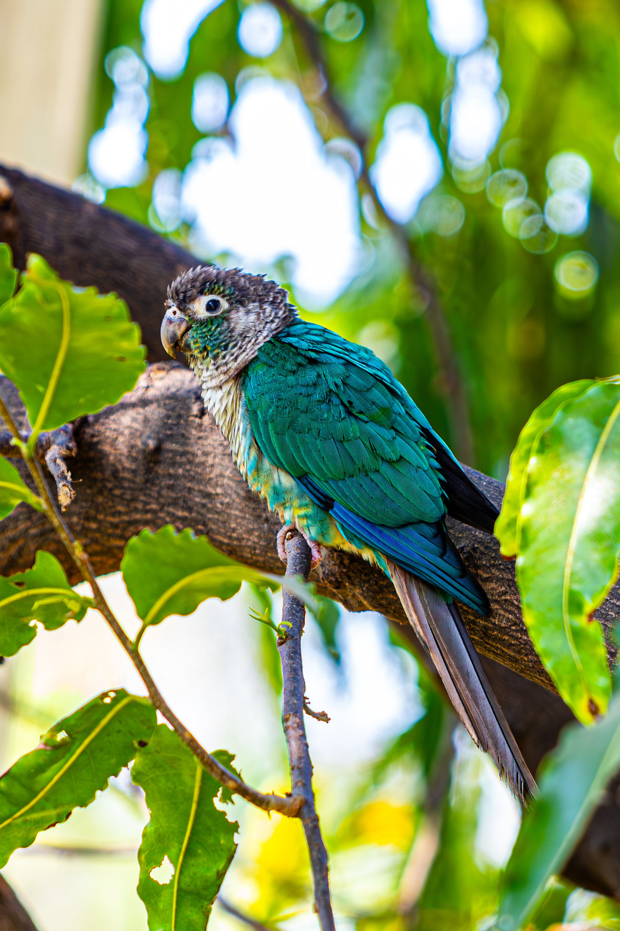 Poly+Parrot Photos, Download The BEST Free Poly+Parrot Stock Photos ...