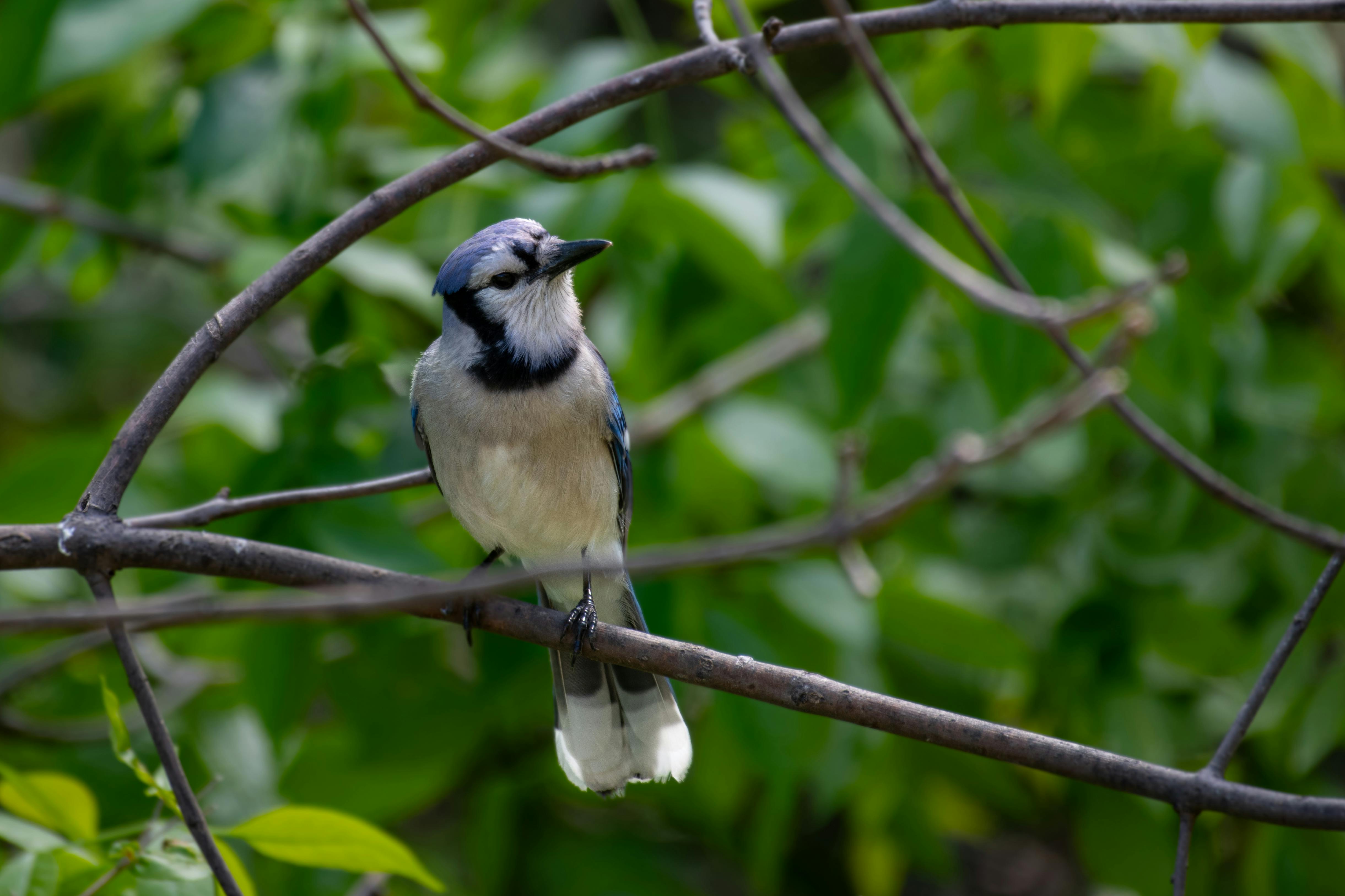 Blue Jay Photos, Download The BEST Free Blue Jay Stock Photos & HD Images