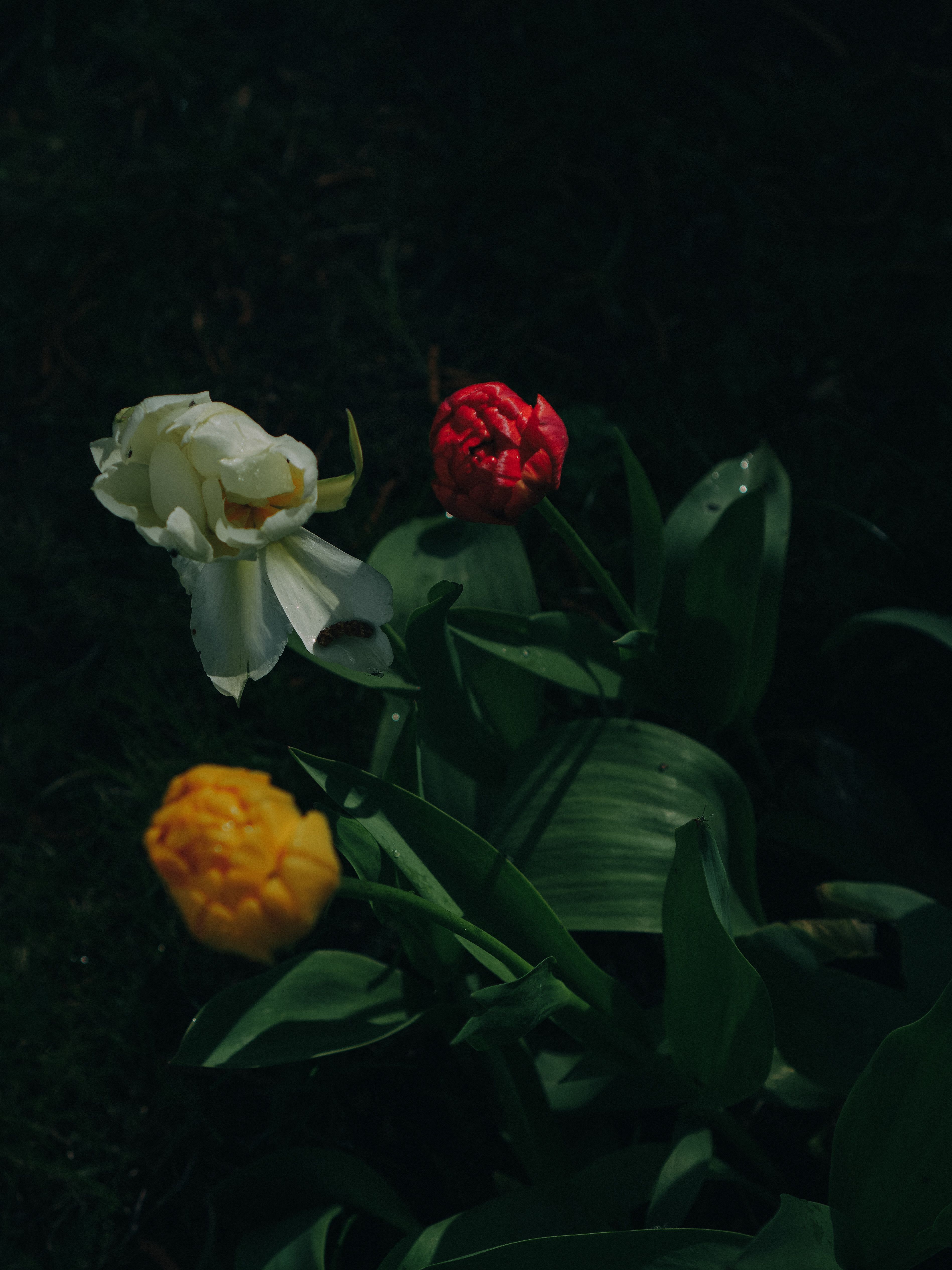 Vibrant Tulips at Night in a Dark Garden Setting · Free Stock Photo