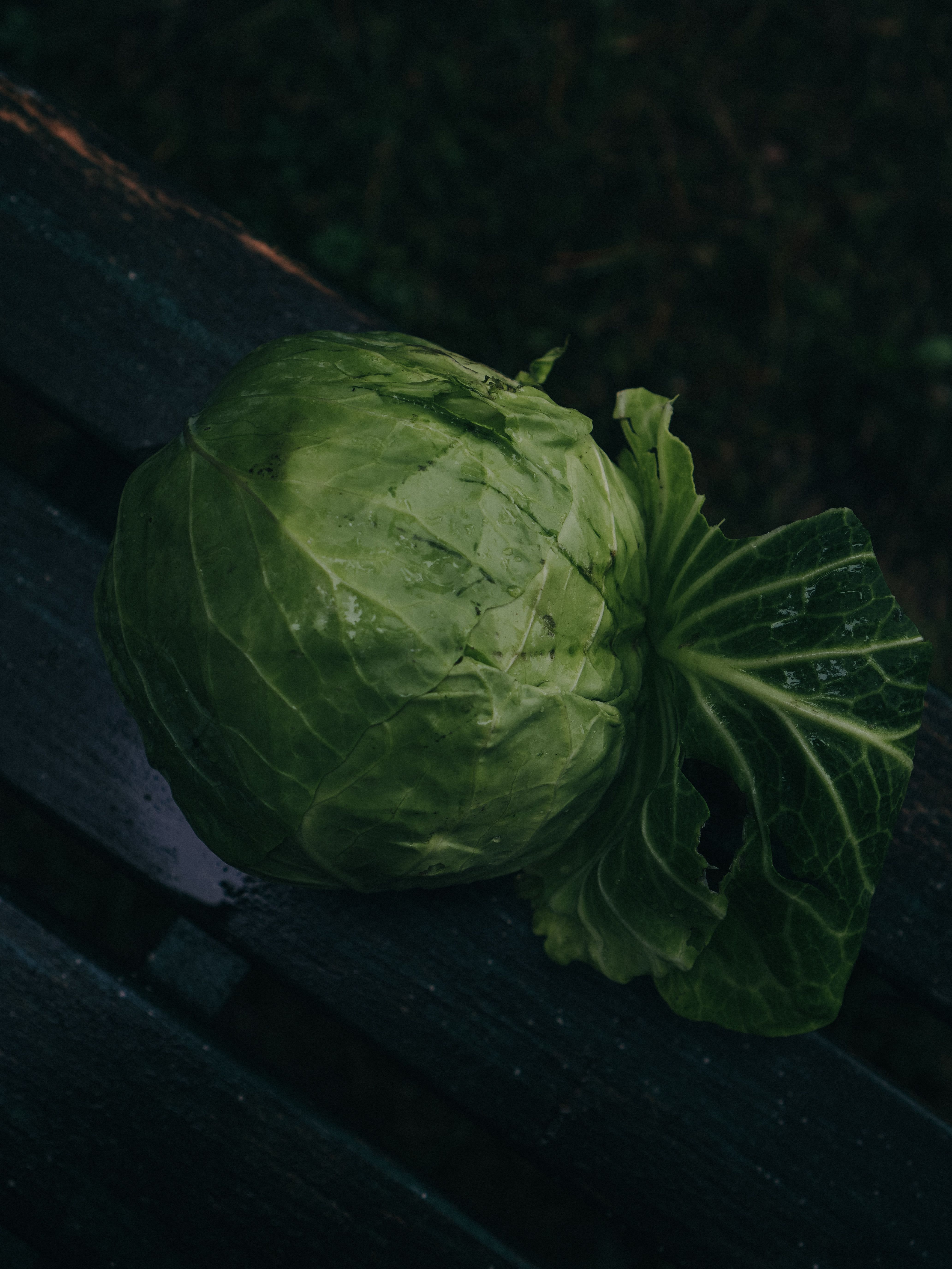 Cabbage Photos, Download The BEST Free Cabbage Stock Photos & HD Images