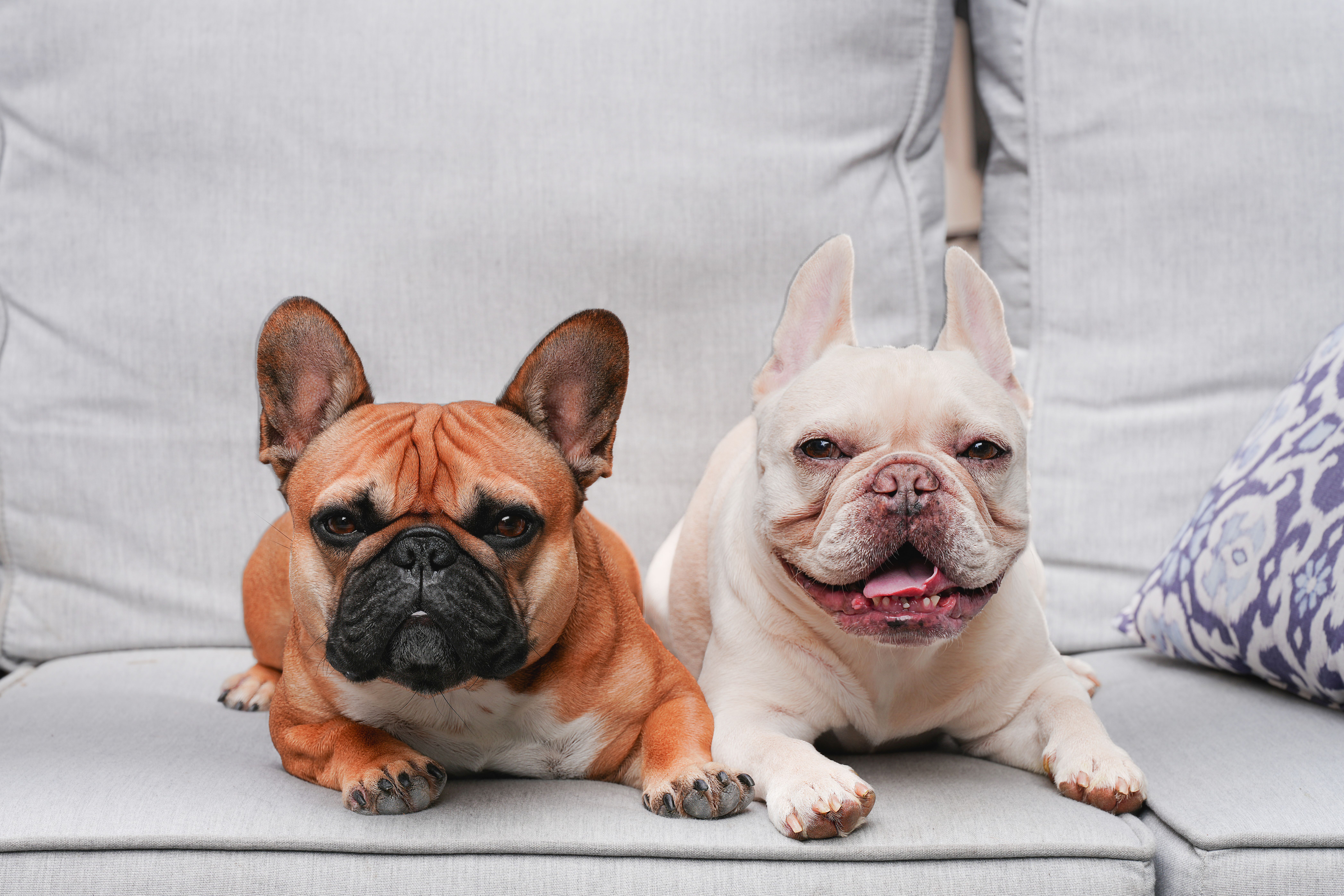 Charming French Bulldogs Relaxing on a Sofa · Free Stock Photo