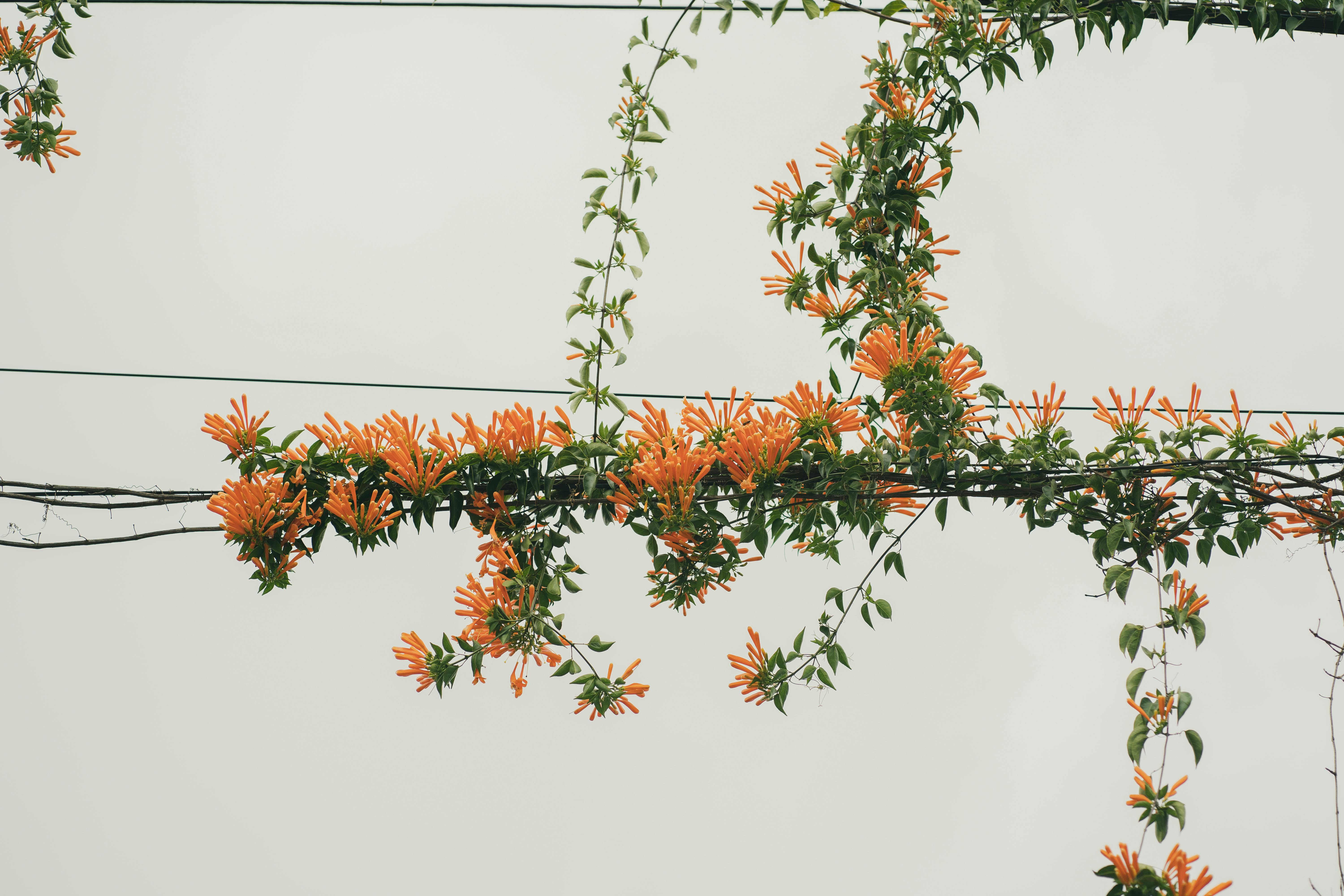 Sprawling Plant Photos, Download The BEST Free Sprawling Plant Stock ...