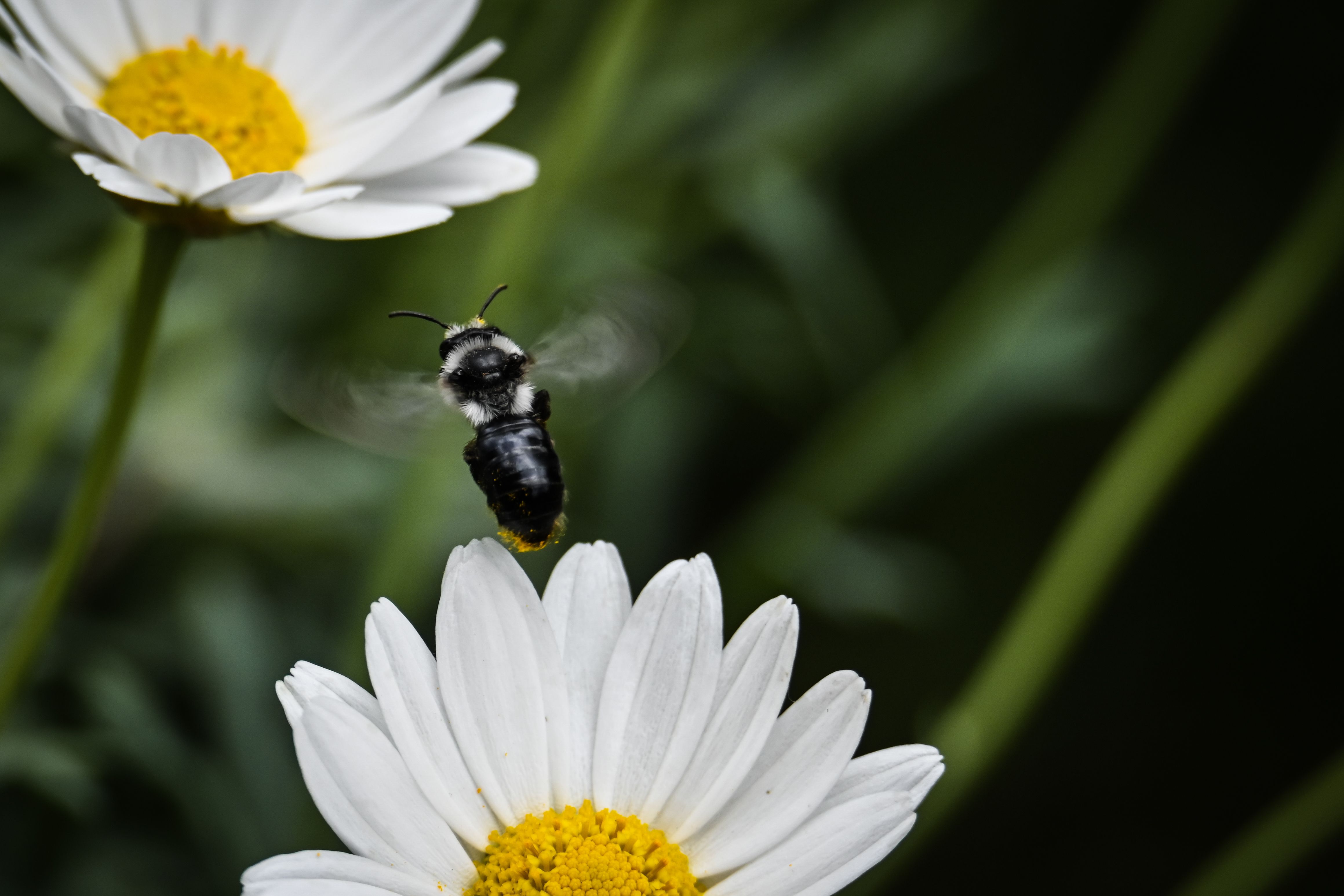 Close-Up of Bee on Daisy in Natural Setting · Free Stock Photo