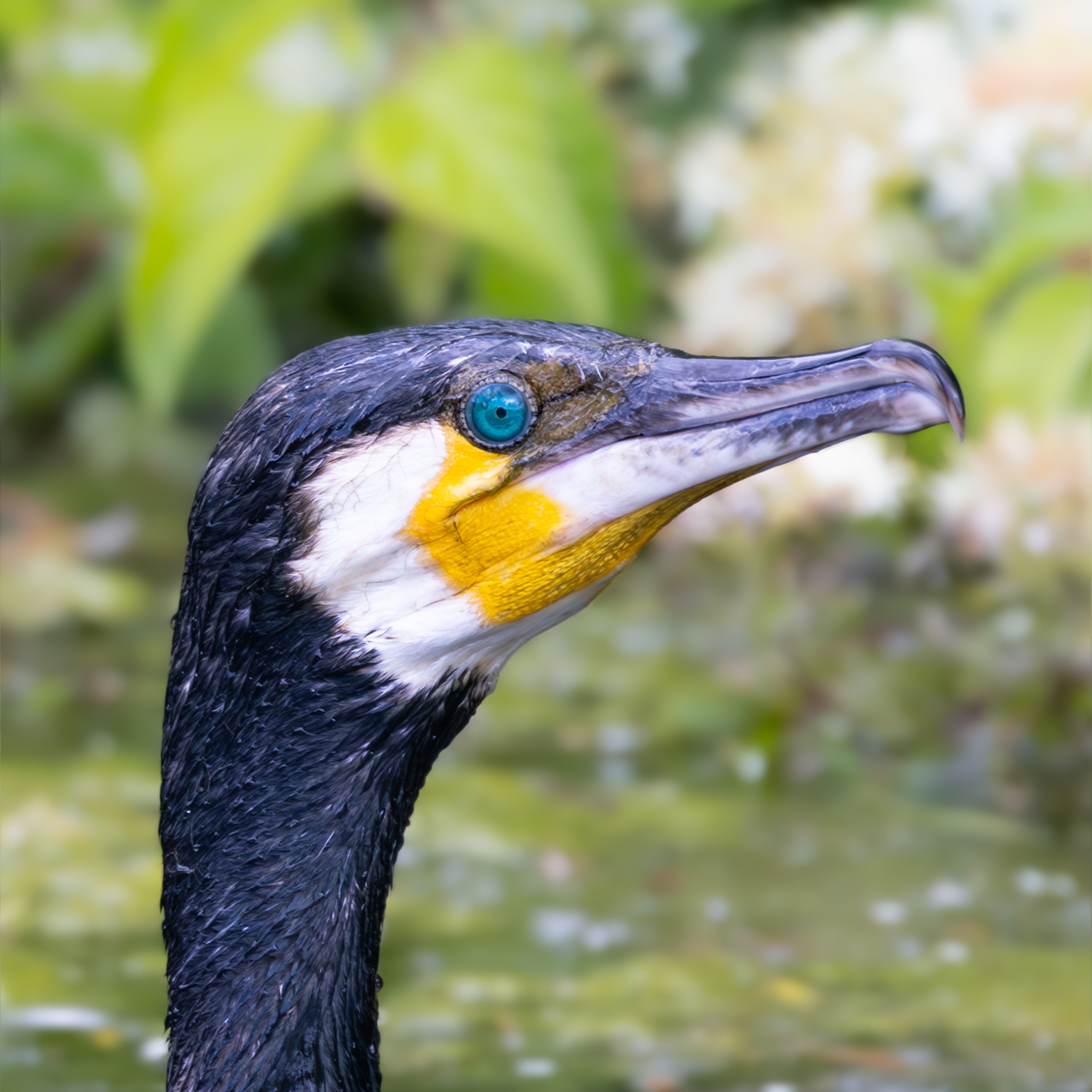 Elegant Portrait of a Great Cormorant in Nature · Free Stock Photo