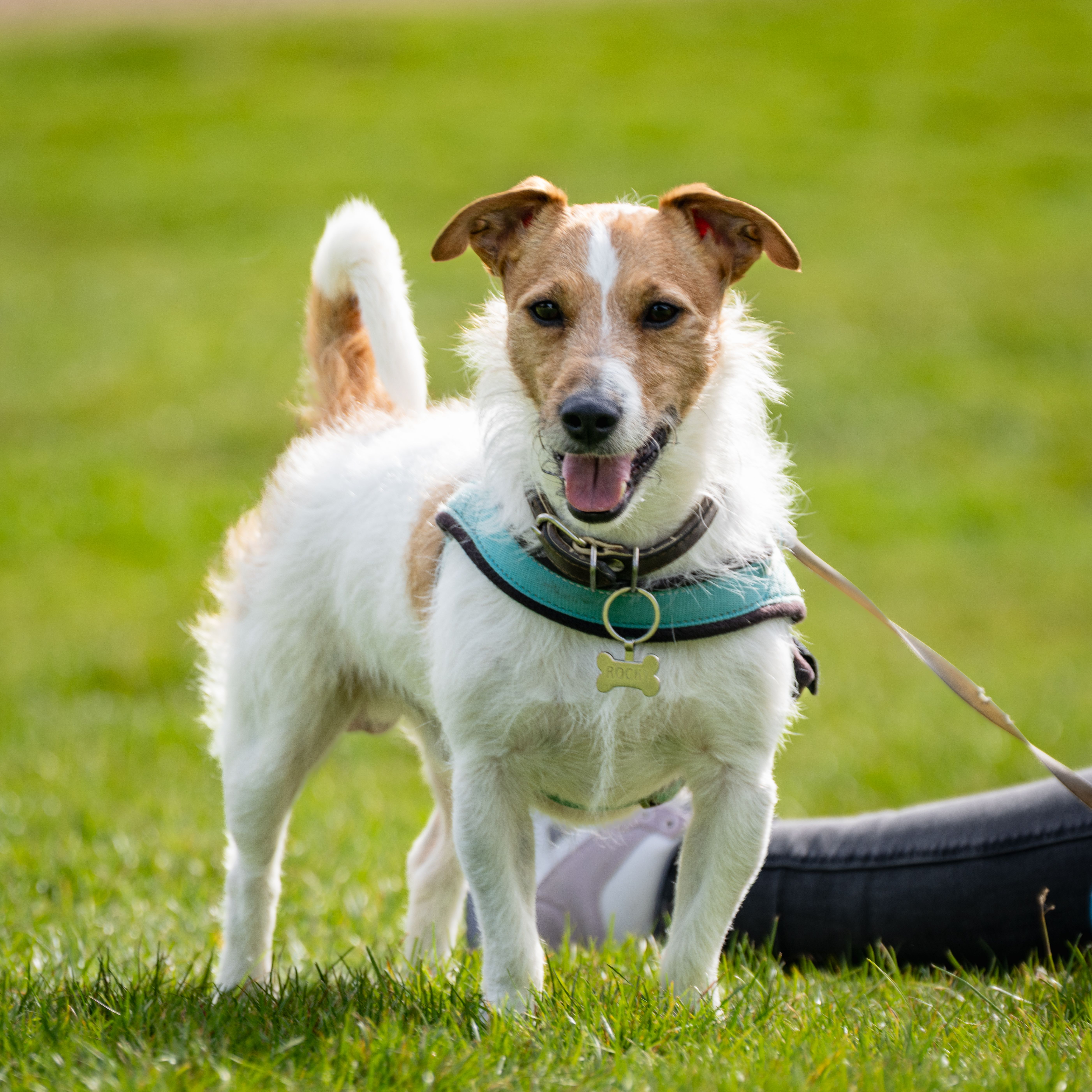 Dog Horizontal Photos, Download The BEST Free Dog Horizontal Stock ...