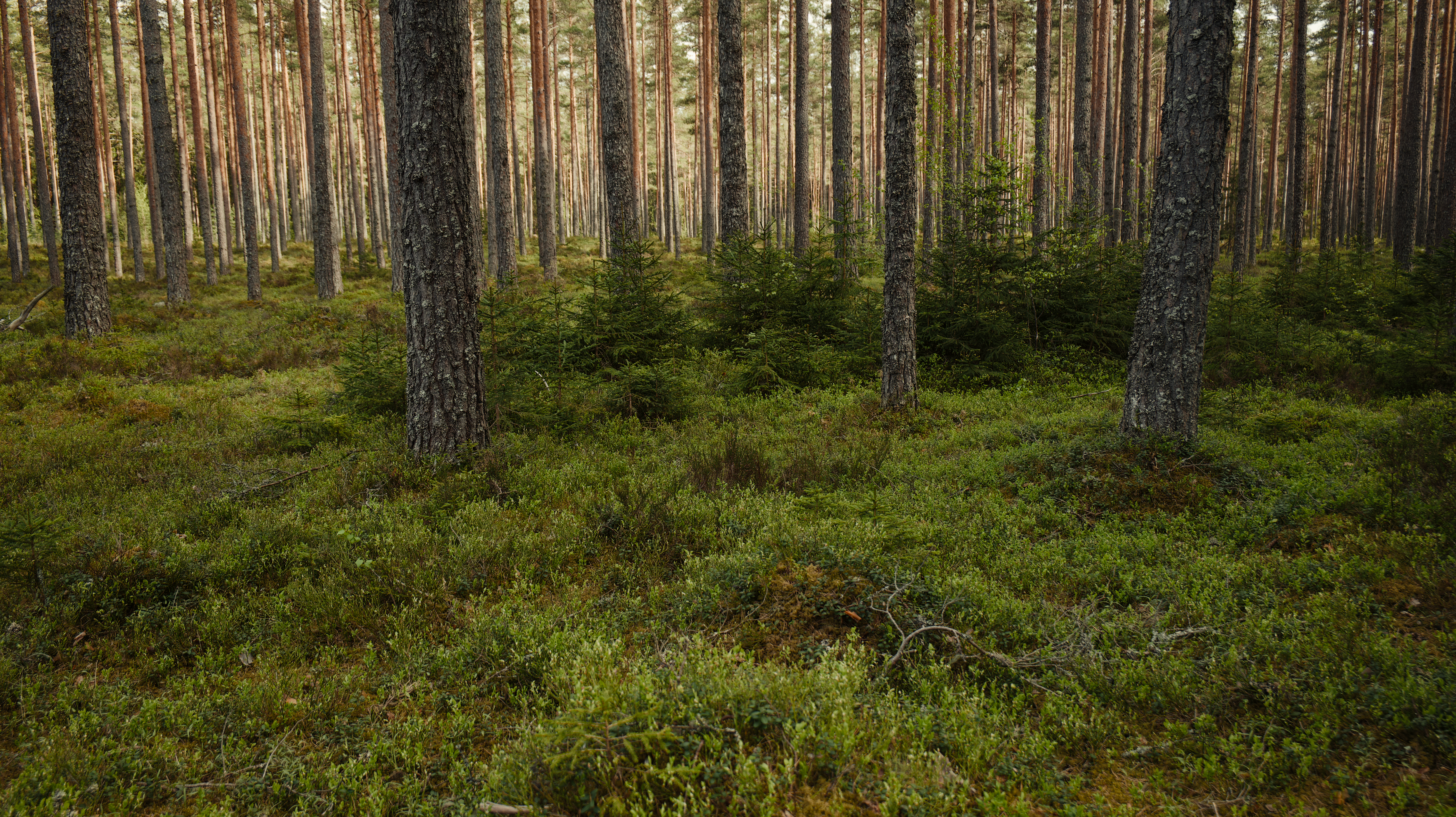 Dense Evergreen Forest with Tall Pine Trees · Free Stock Photo