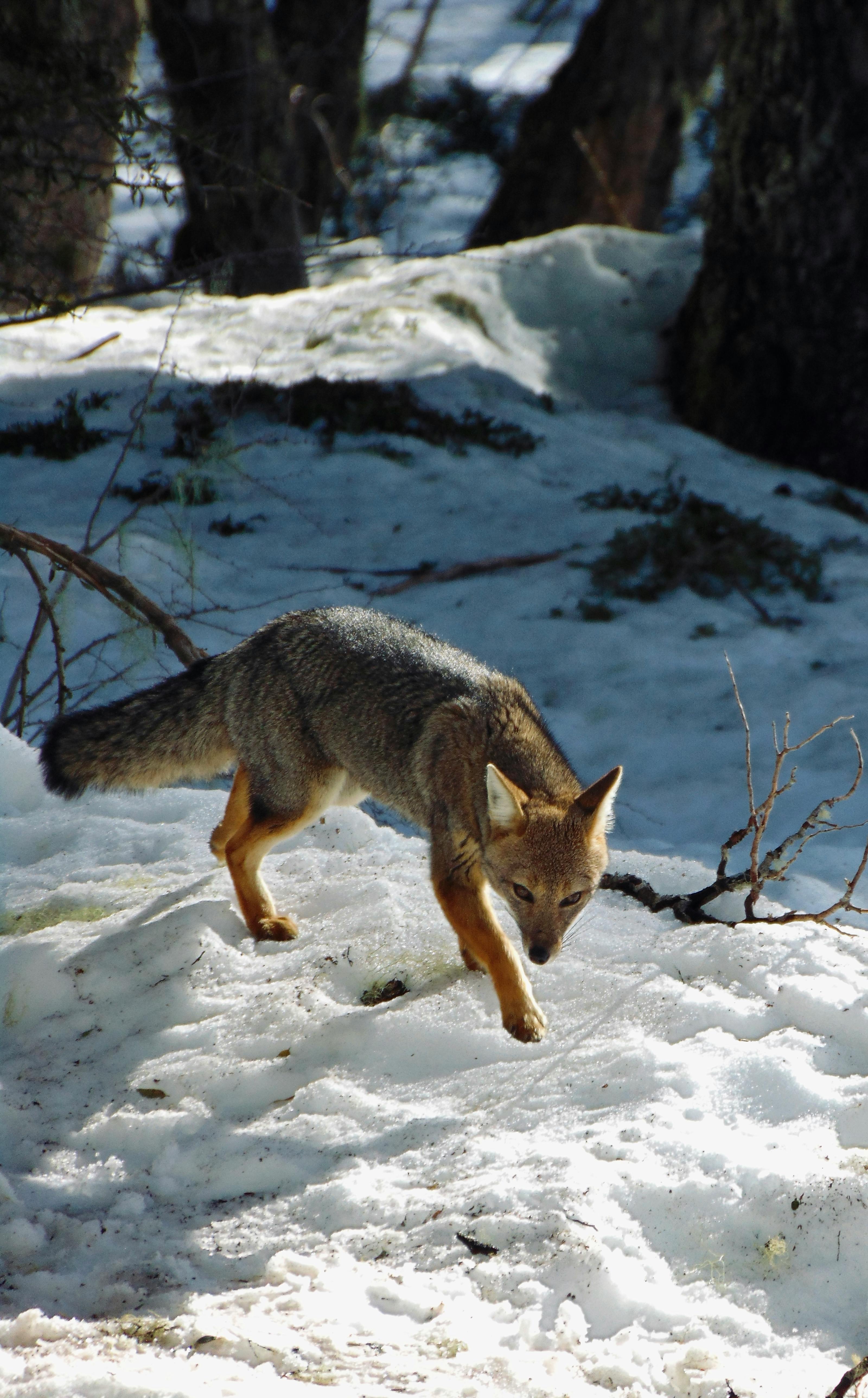 Sara Fox Photos, Download The BEST Free Sara Fox Stock Photos & HD Images