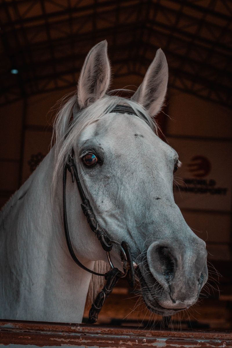 Horse Head Photos, Download The BEST Free Horse Head Stock Photos & HD ...