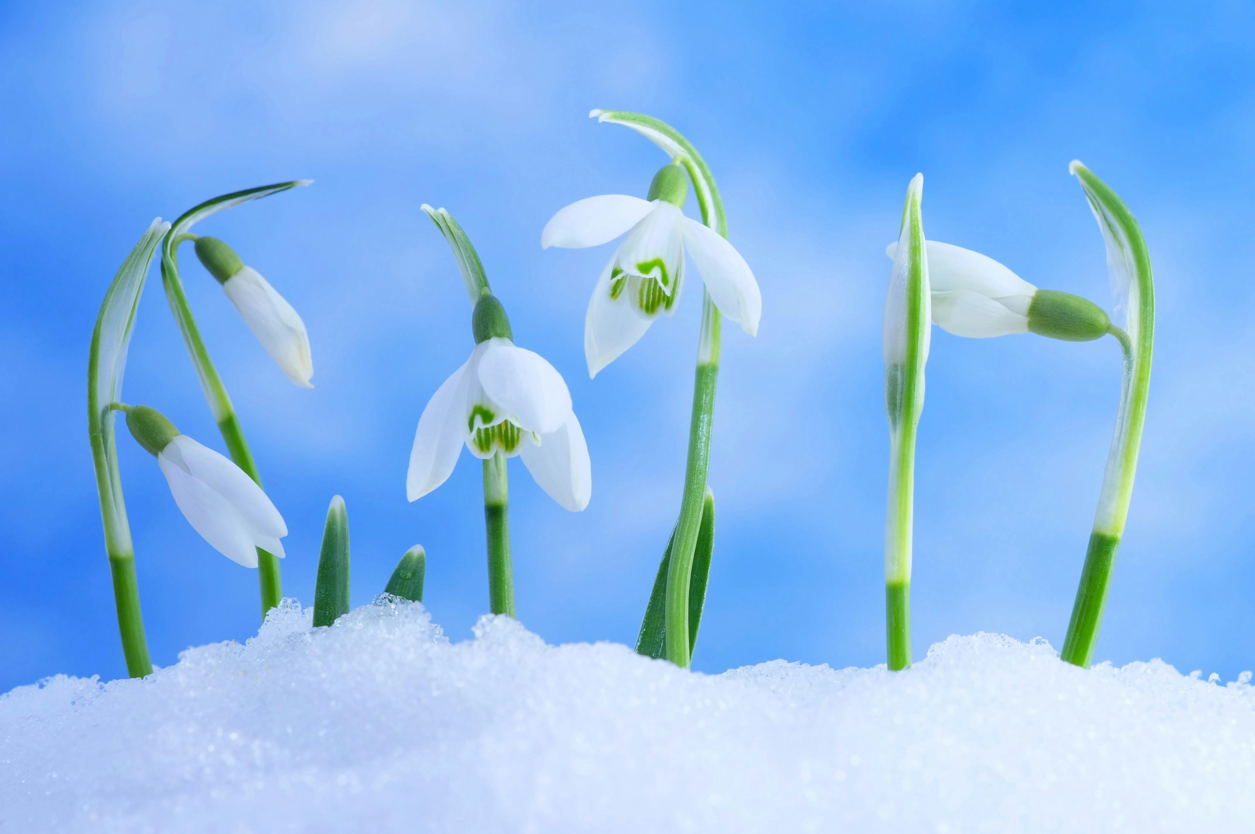 Snowdrops Emerging Through Snow in Denmark · Free Stock Photo